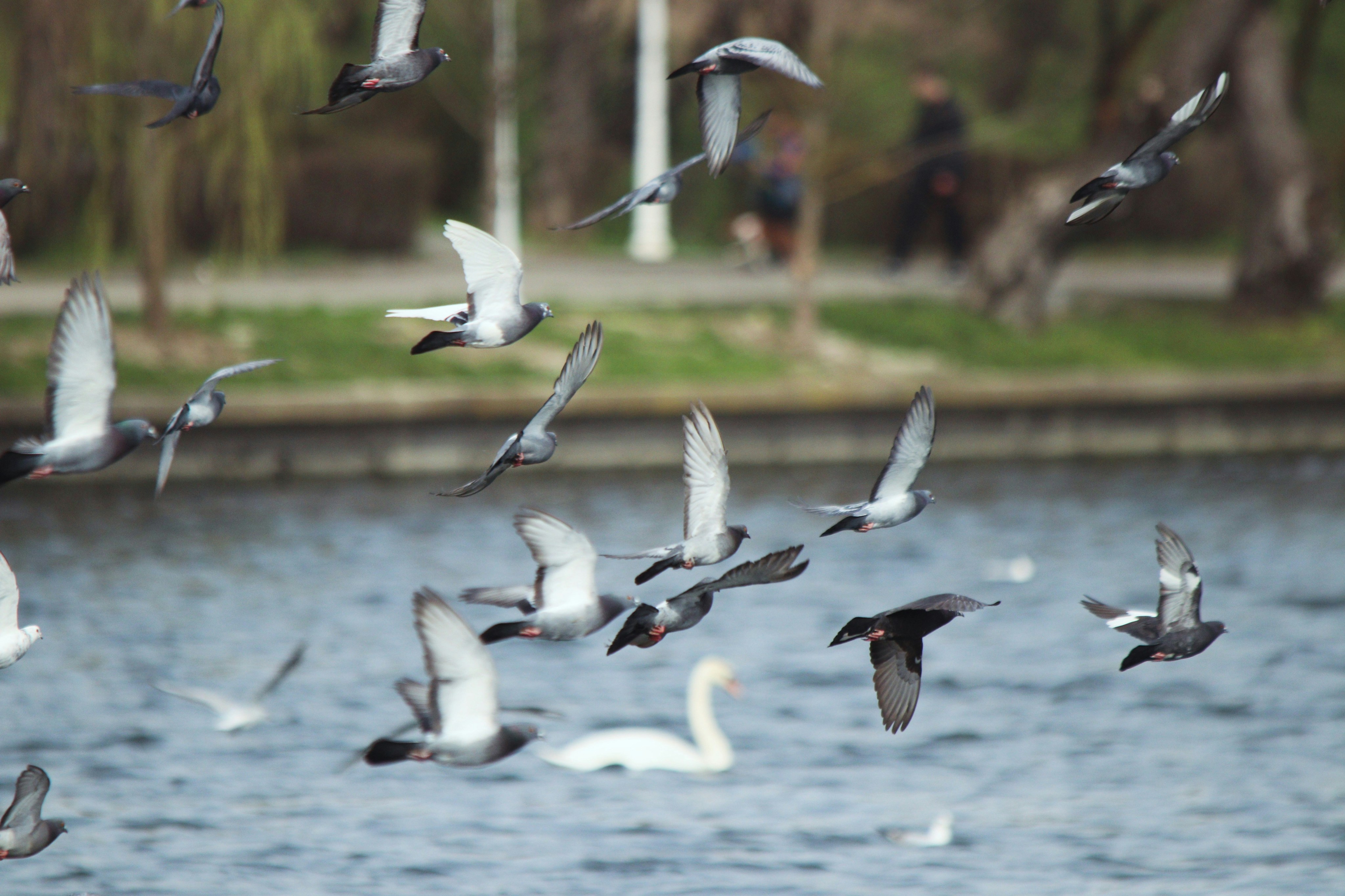 Migratory flock over a sunlit lake with a distant swan silhouette