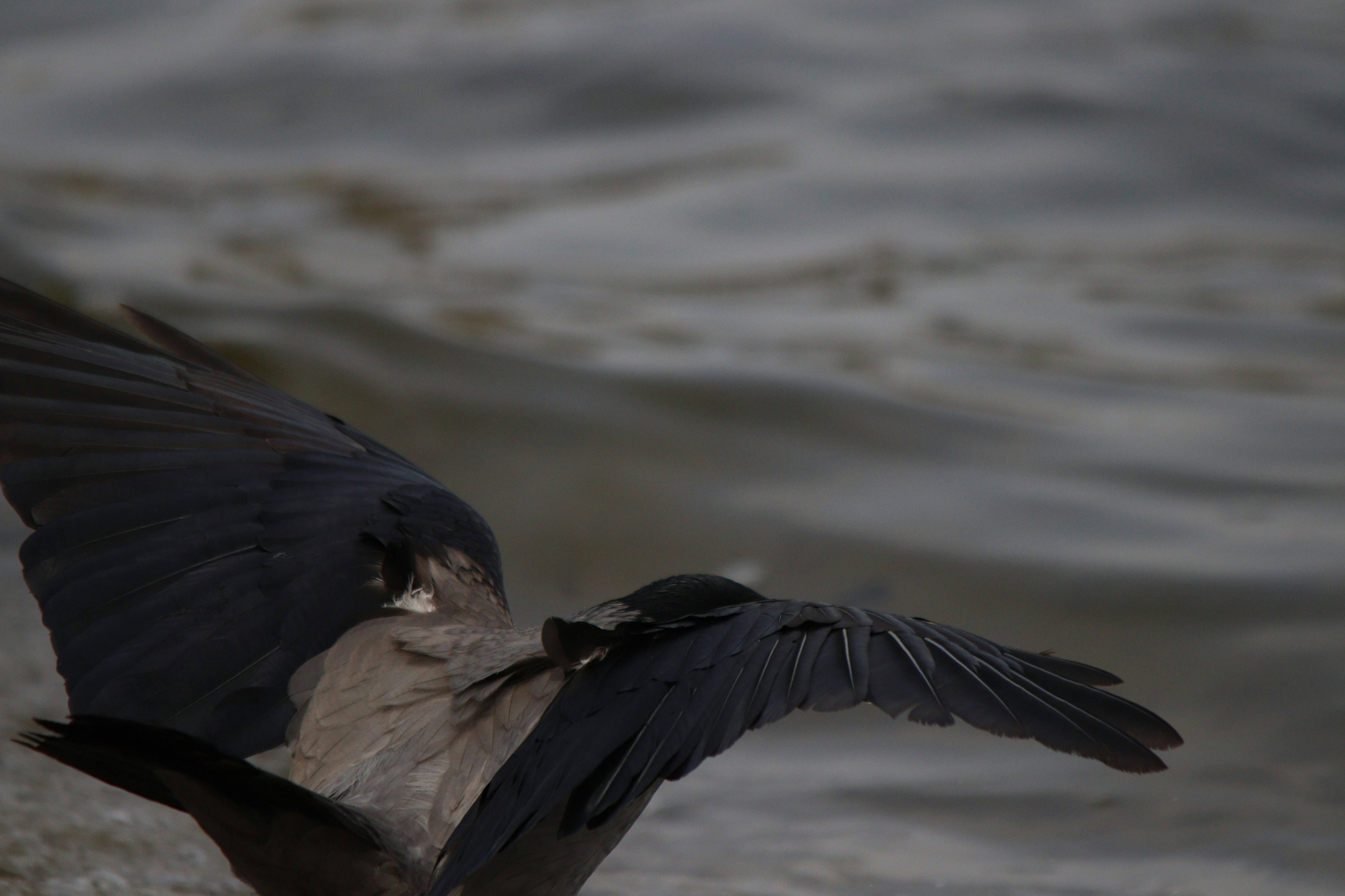 Wingbeat at the Waterline: A Sea Bird in Motion
