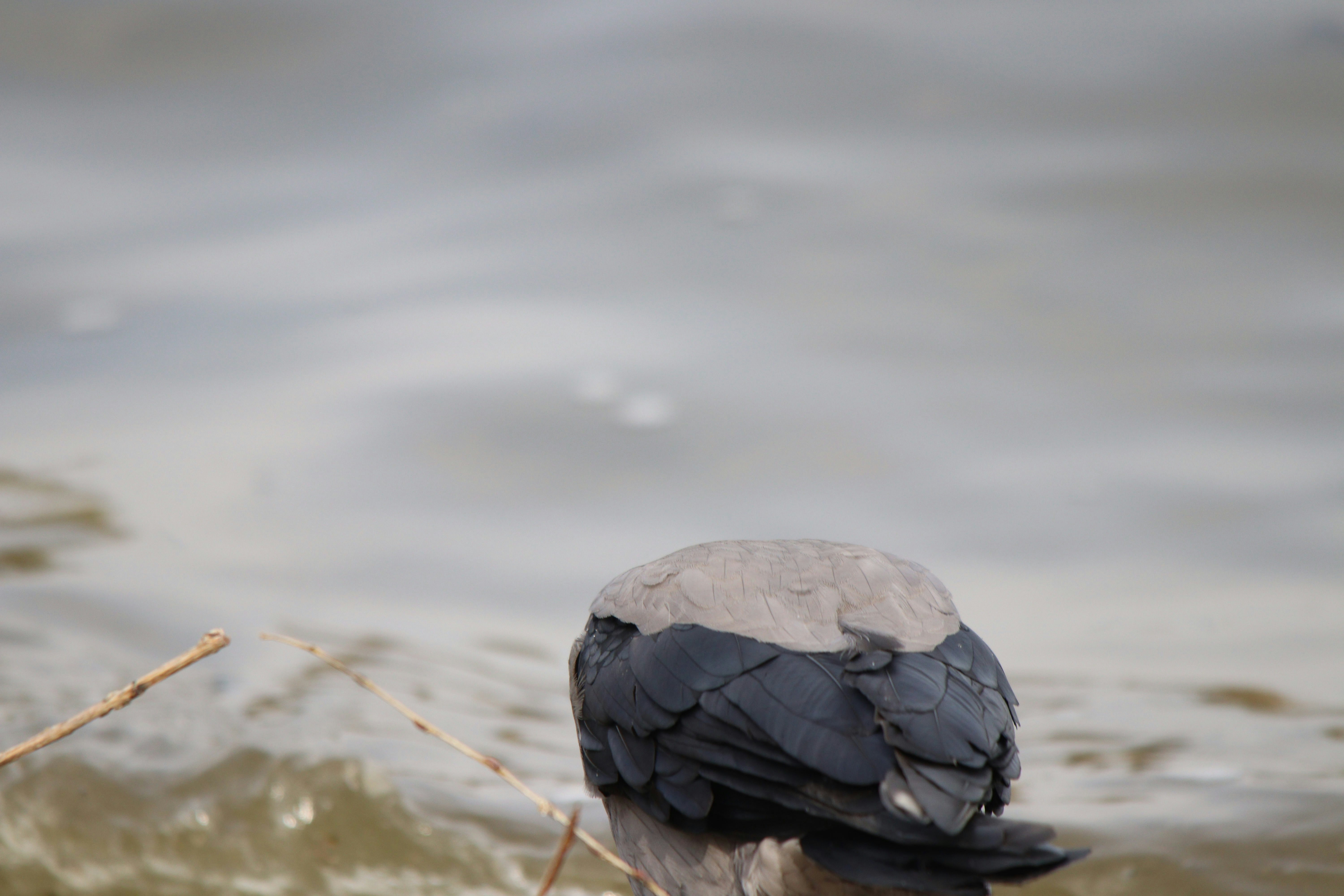 Hidden Rest: A Duck's Back at the Water's Edge