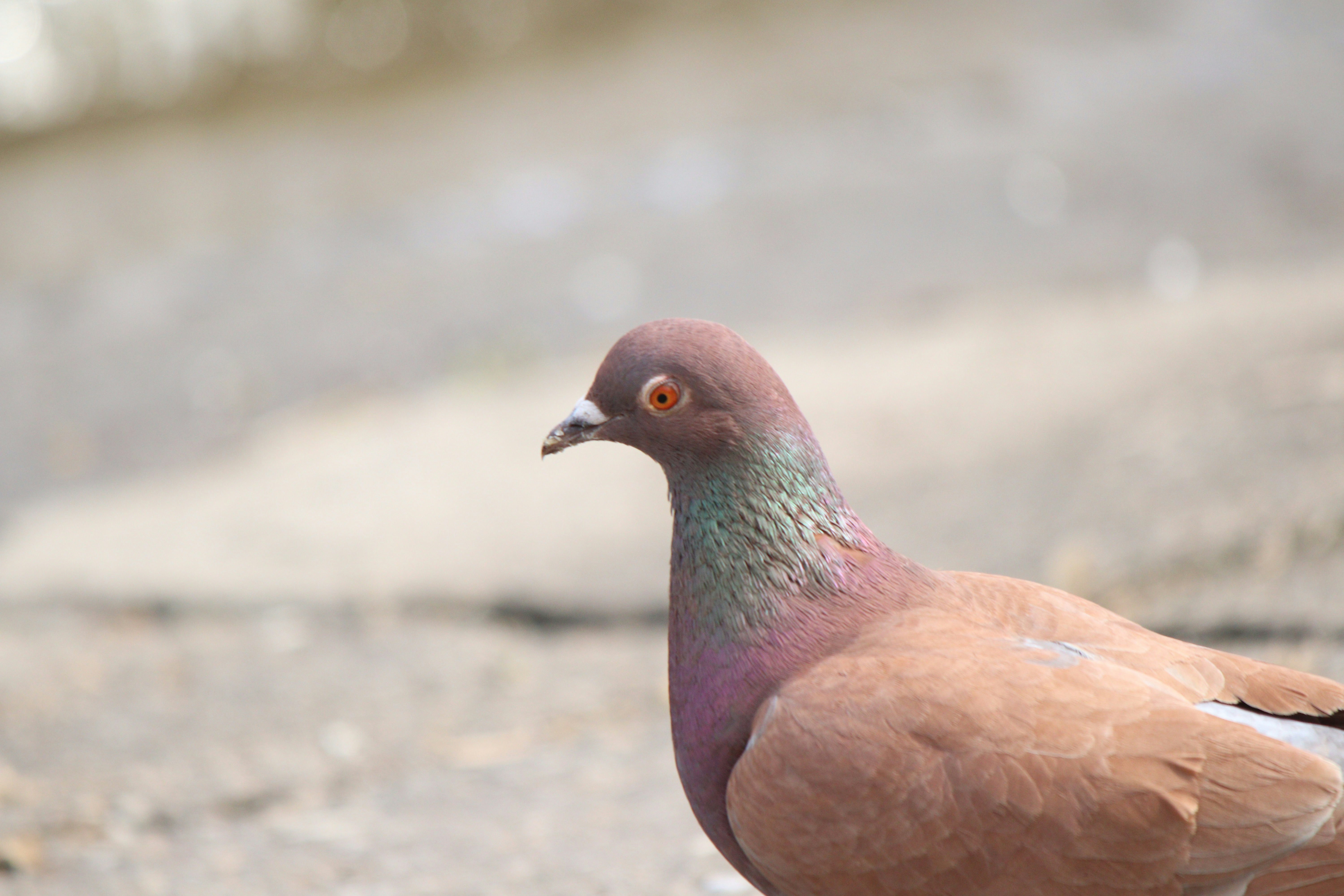Iridescent Gaze: A Pigeon Paused on a Paving Canvas