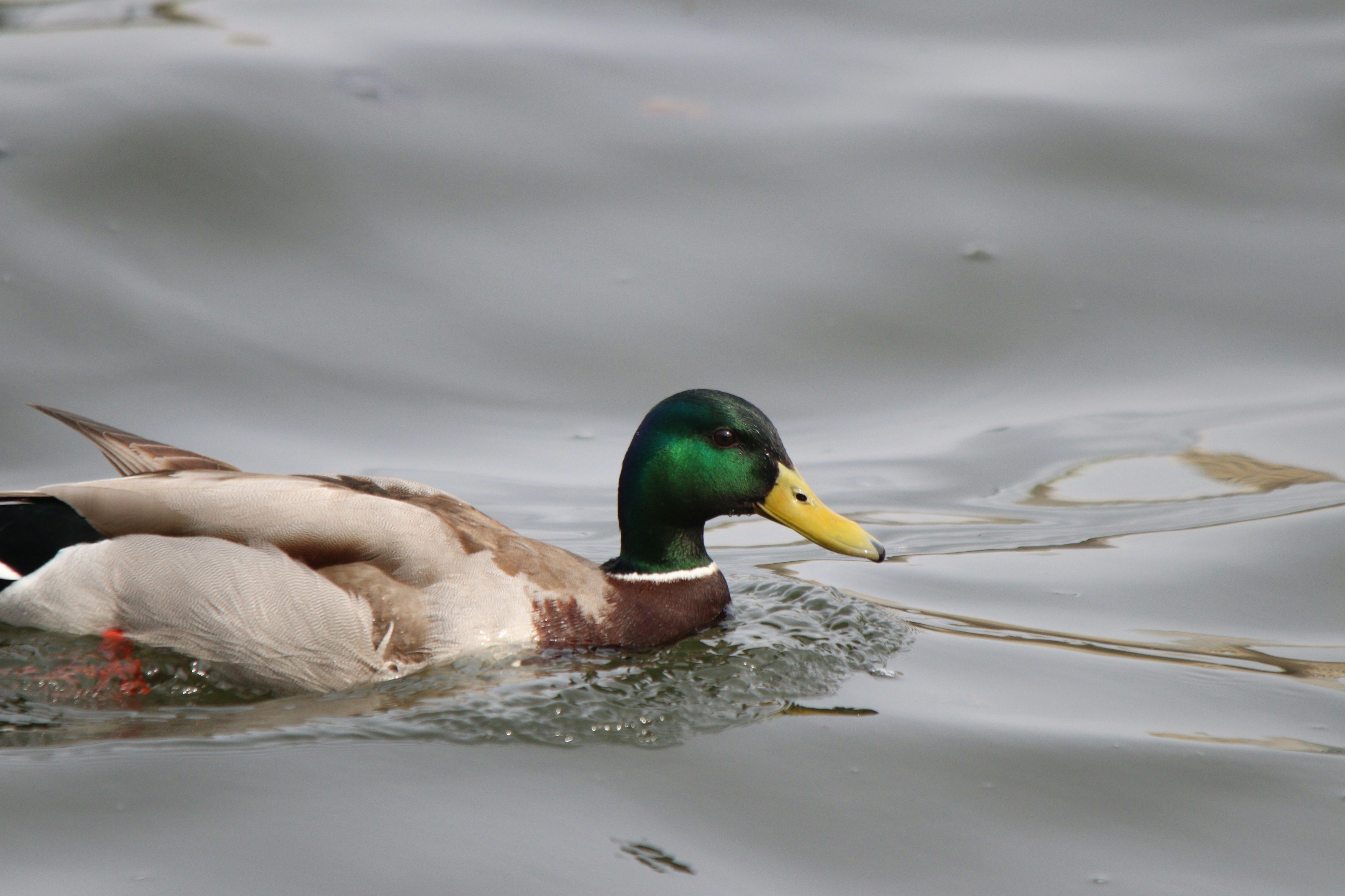 Emerald Crown on Quiet Waters: A Mallard Glides Through Dappled Light