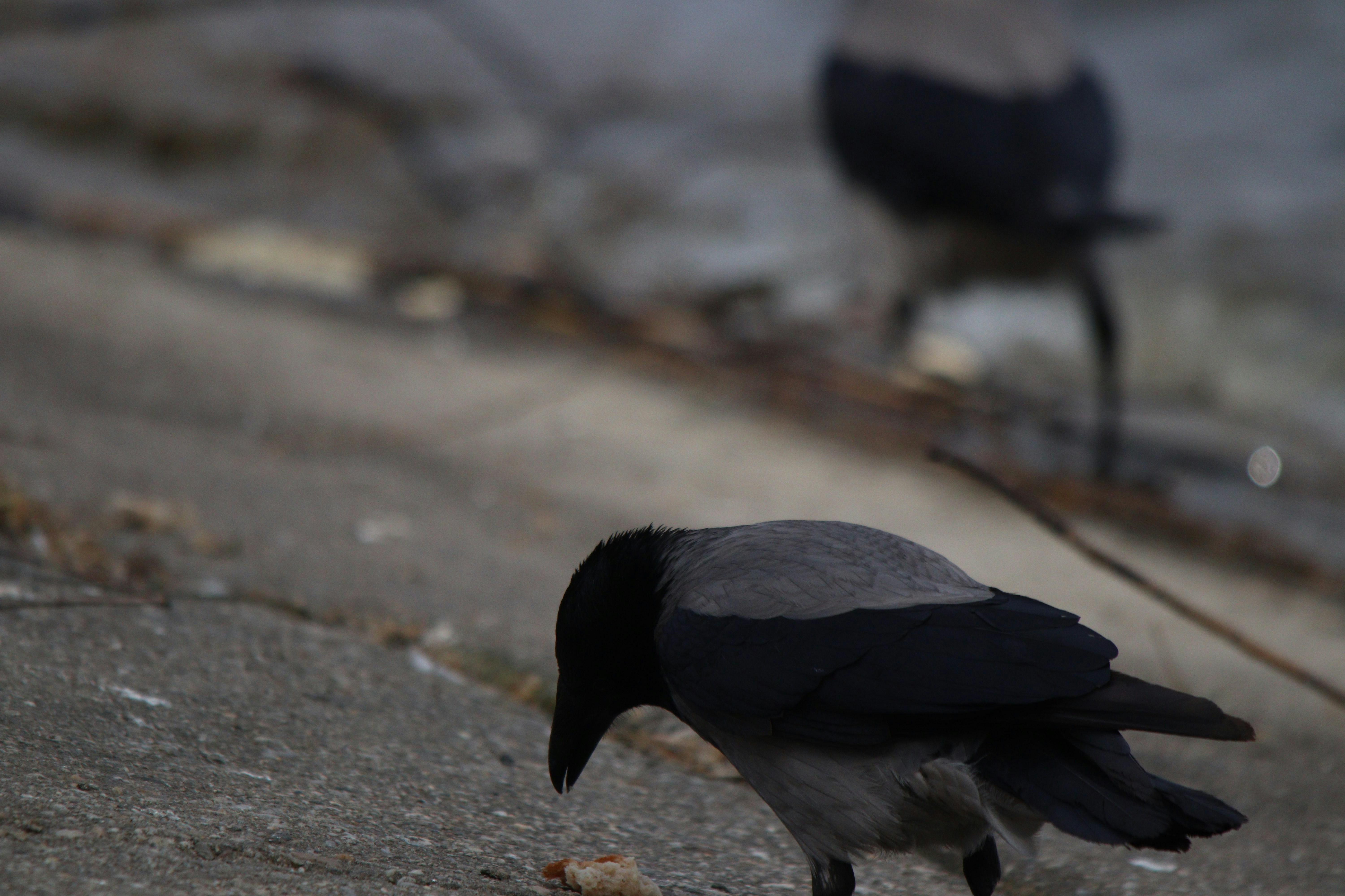 Low Tide, Dark Plumage: A Quiet Moment by the Shore