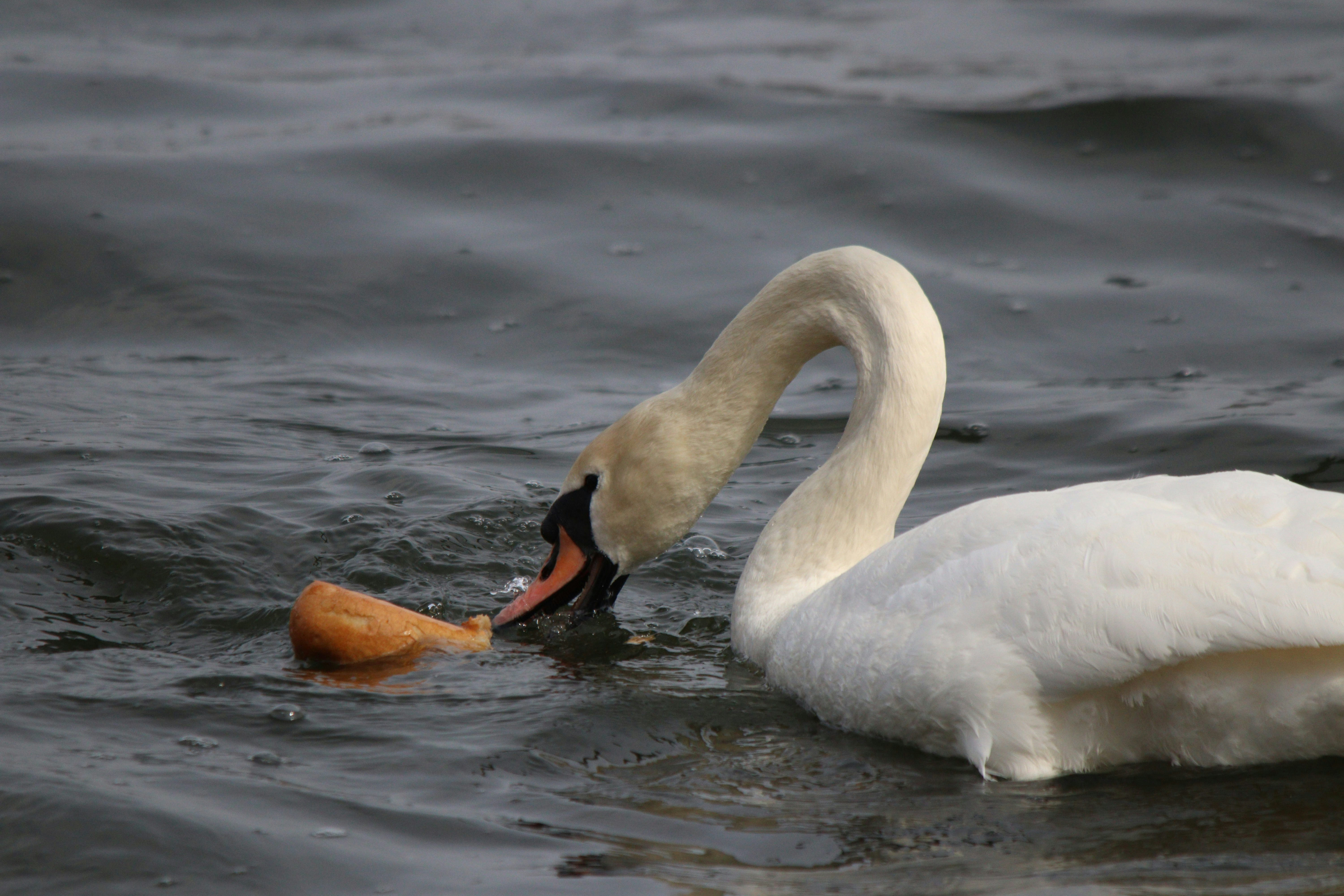 Grace at the Surface: A Swan Nuzzling a Piece of Orange