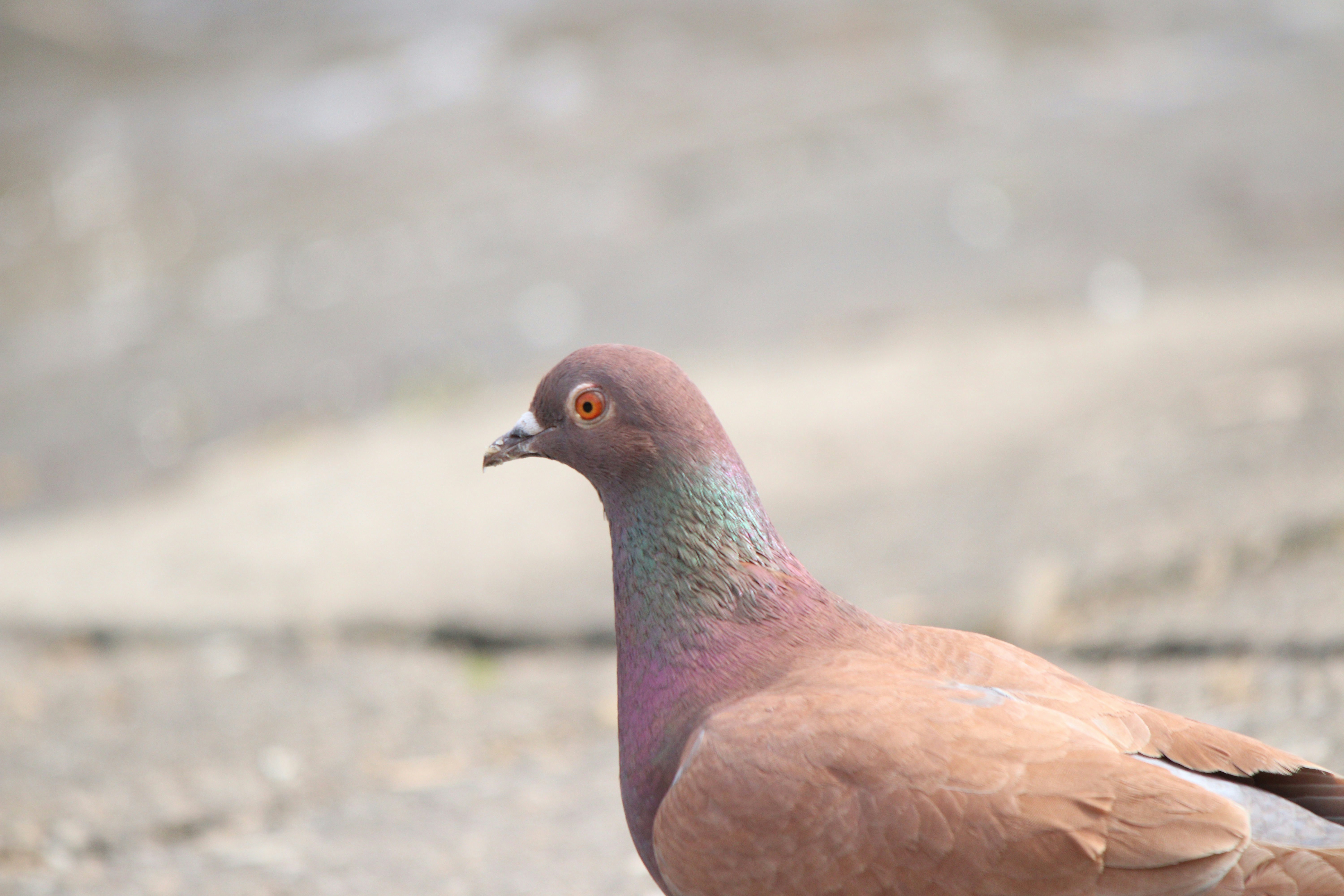 Iridescent Sentinel: A Pigeon Portrait on the Pavement