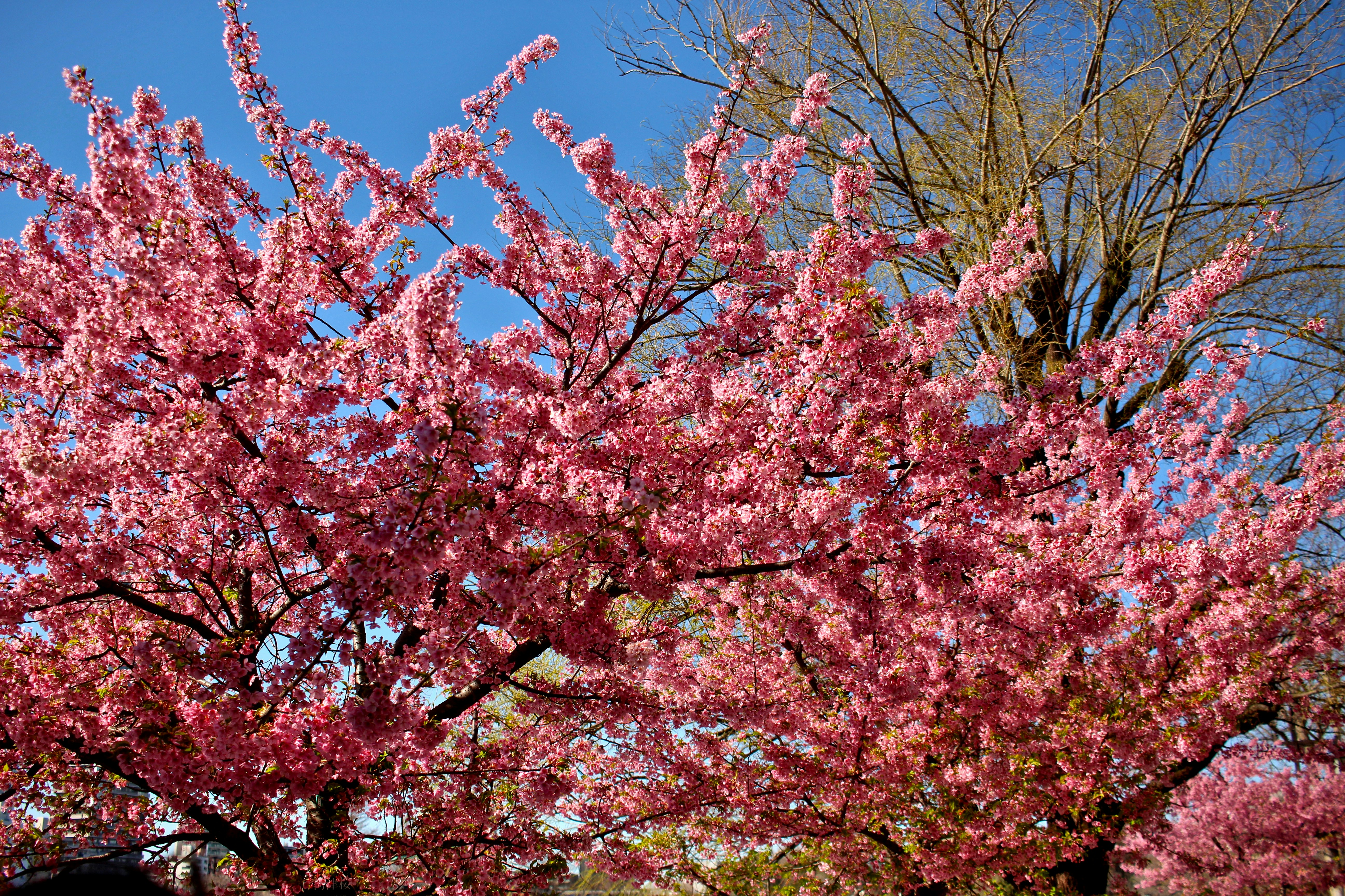 Pink cherry blossoms bloom against a blue sky. photo – Free Flower ...