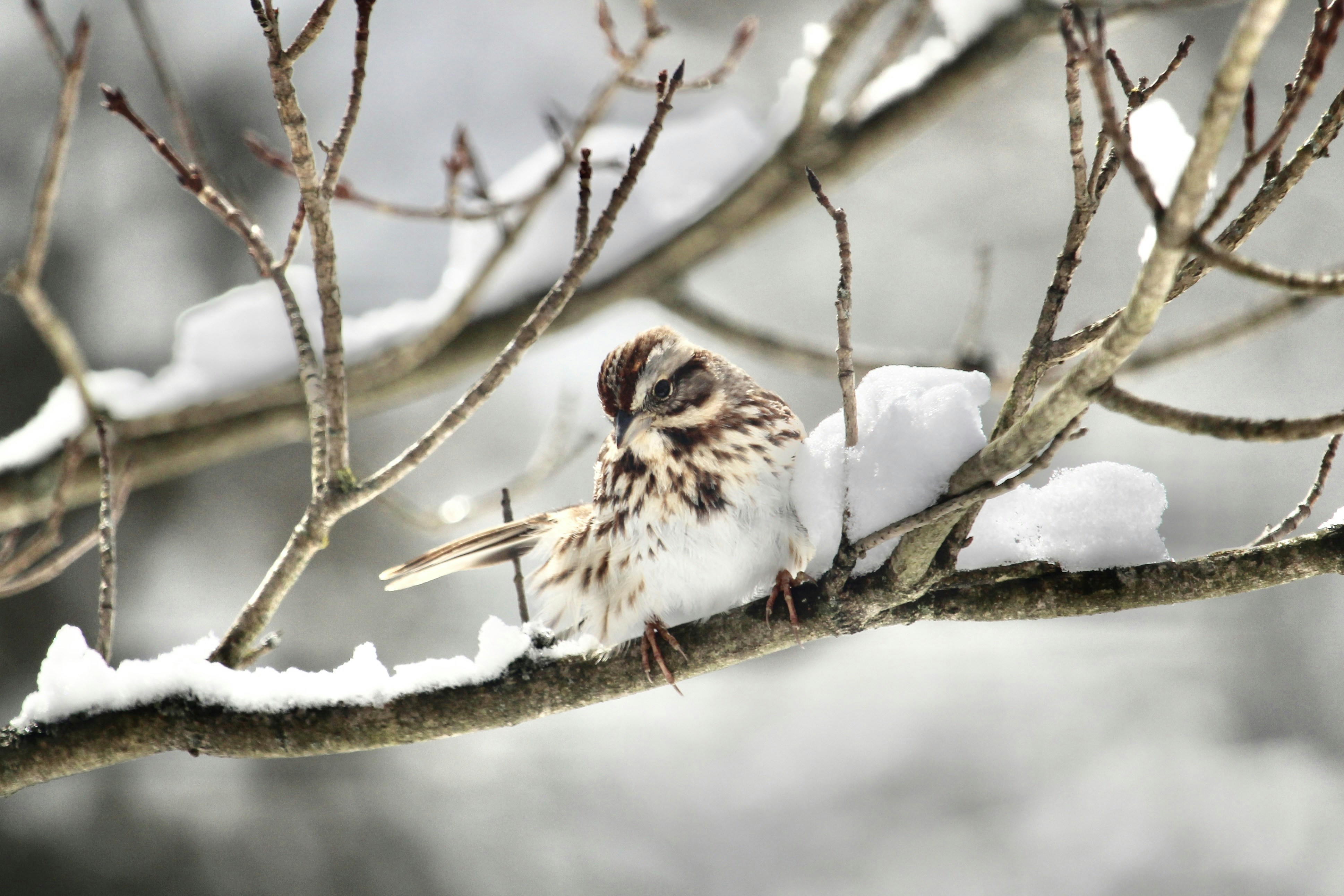 Snowbound Ember: A Songbird perches on a frosted branch