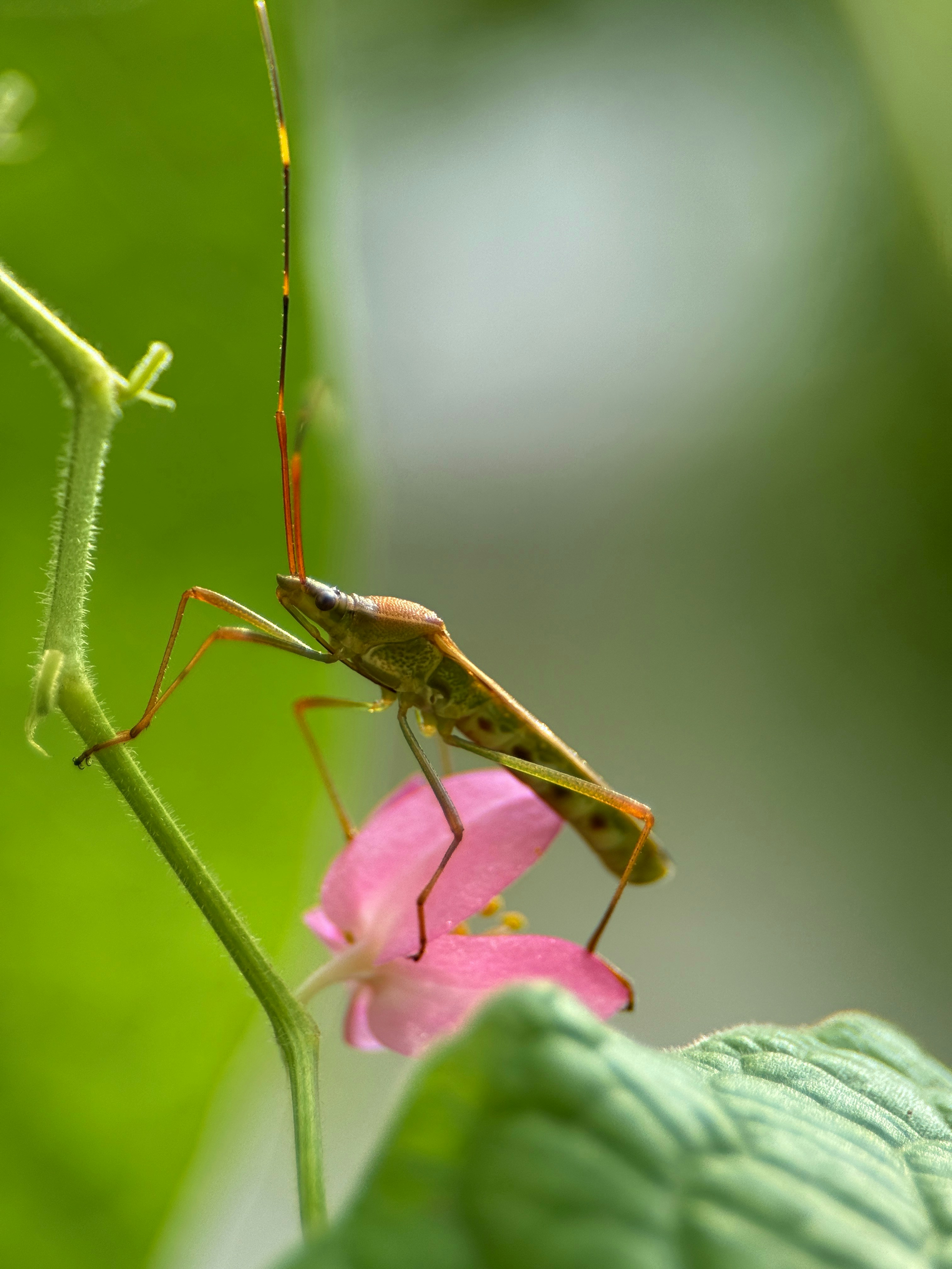 Cricket on a Petal: A Delicate Standoff with a Pink Bloom