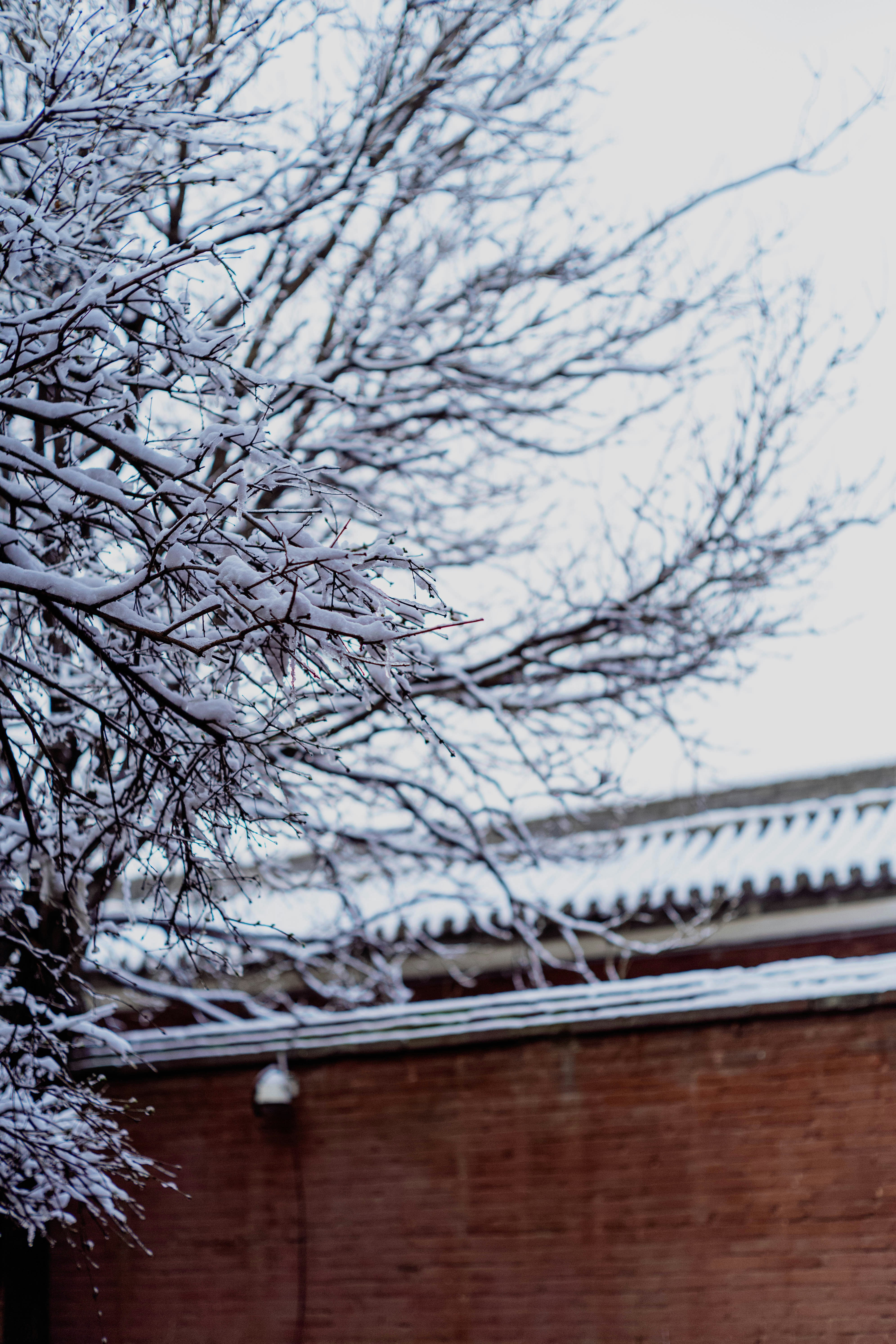 Snow-laden branches over a brick wall with a snow-capped roof