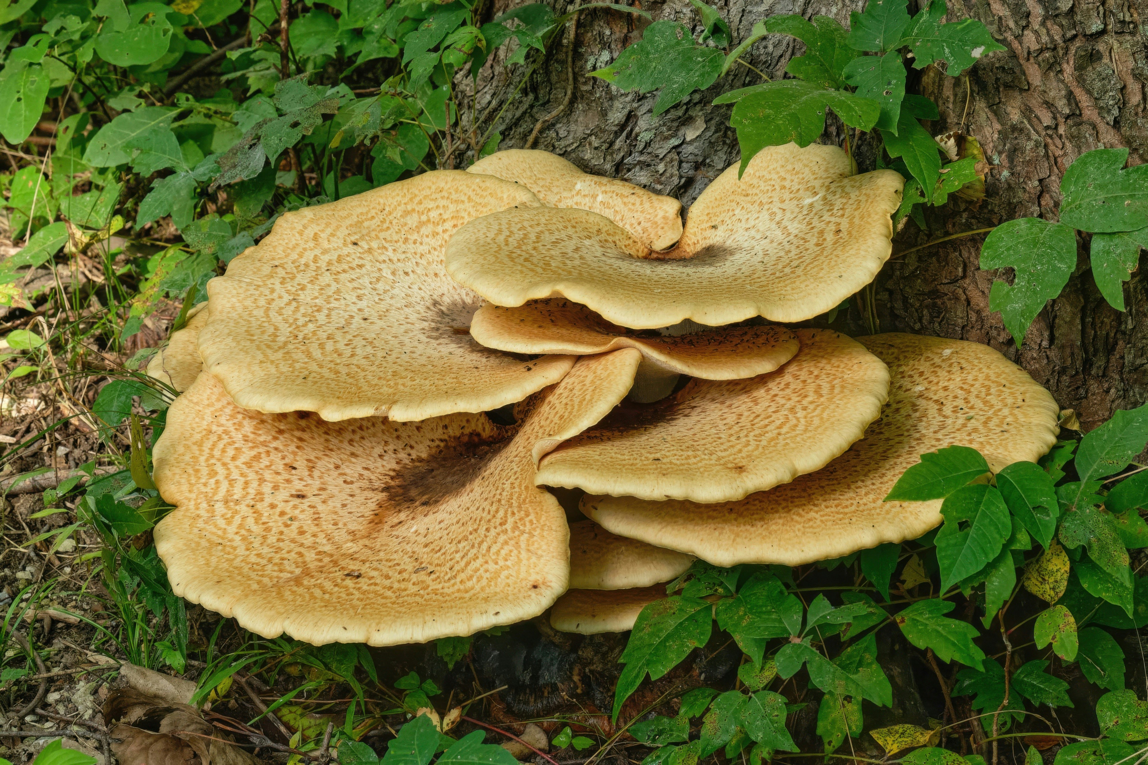 Cluster of Golden Shelf Fungus Resting Against a Tree Trunk