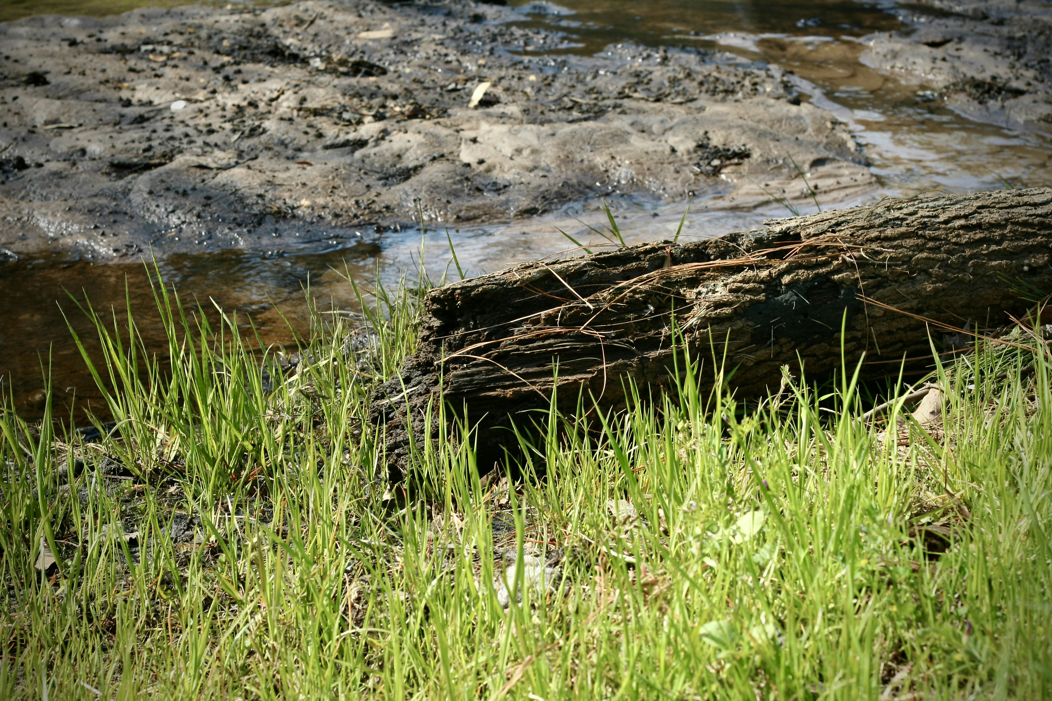 Riverbank Log and Fresh Grass by the Quiet Stream