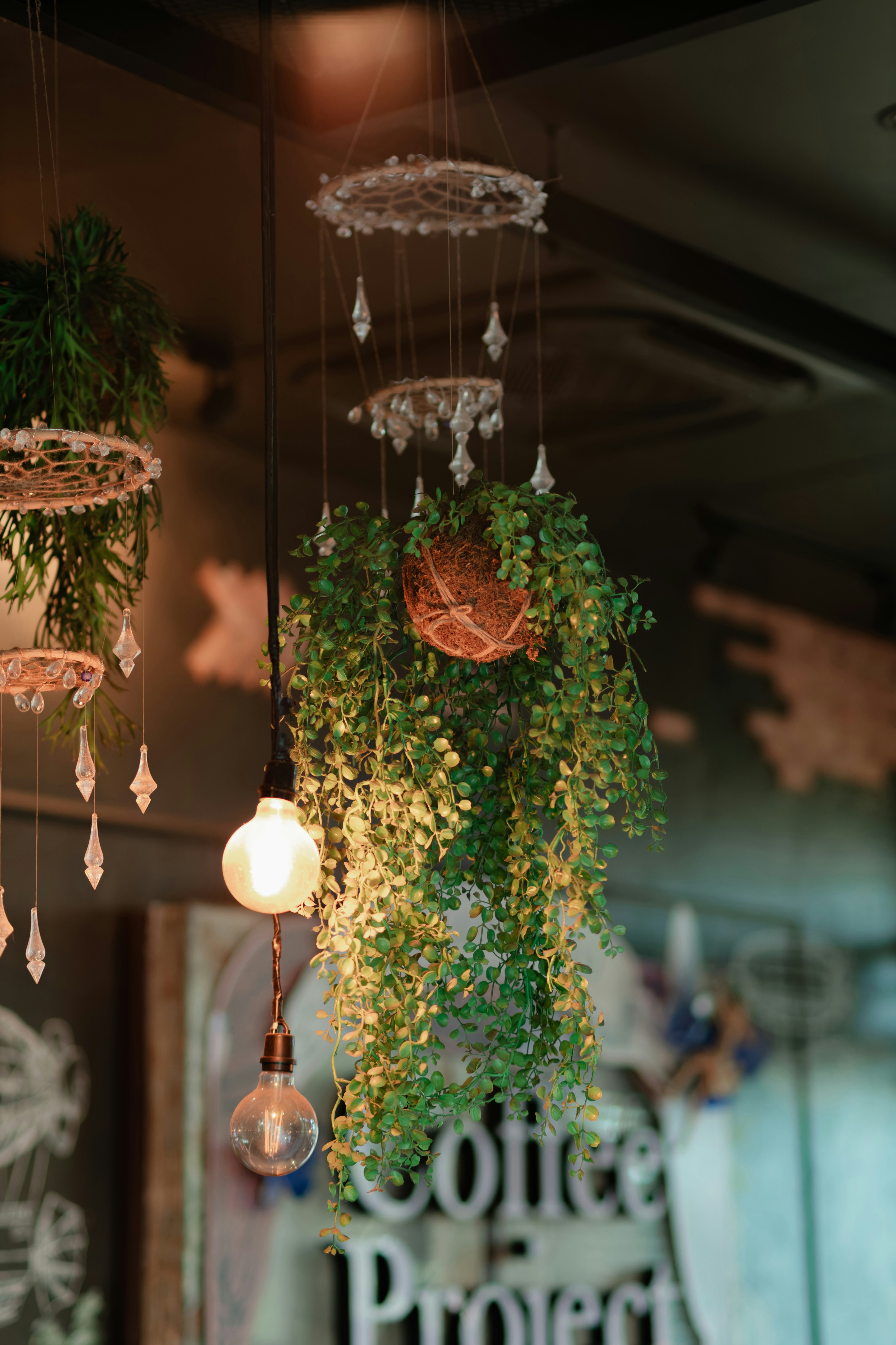 Hanging Garden Lights: Warm Ambience in a Cozy Cafe