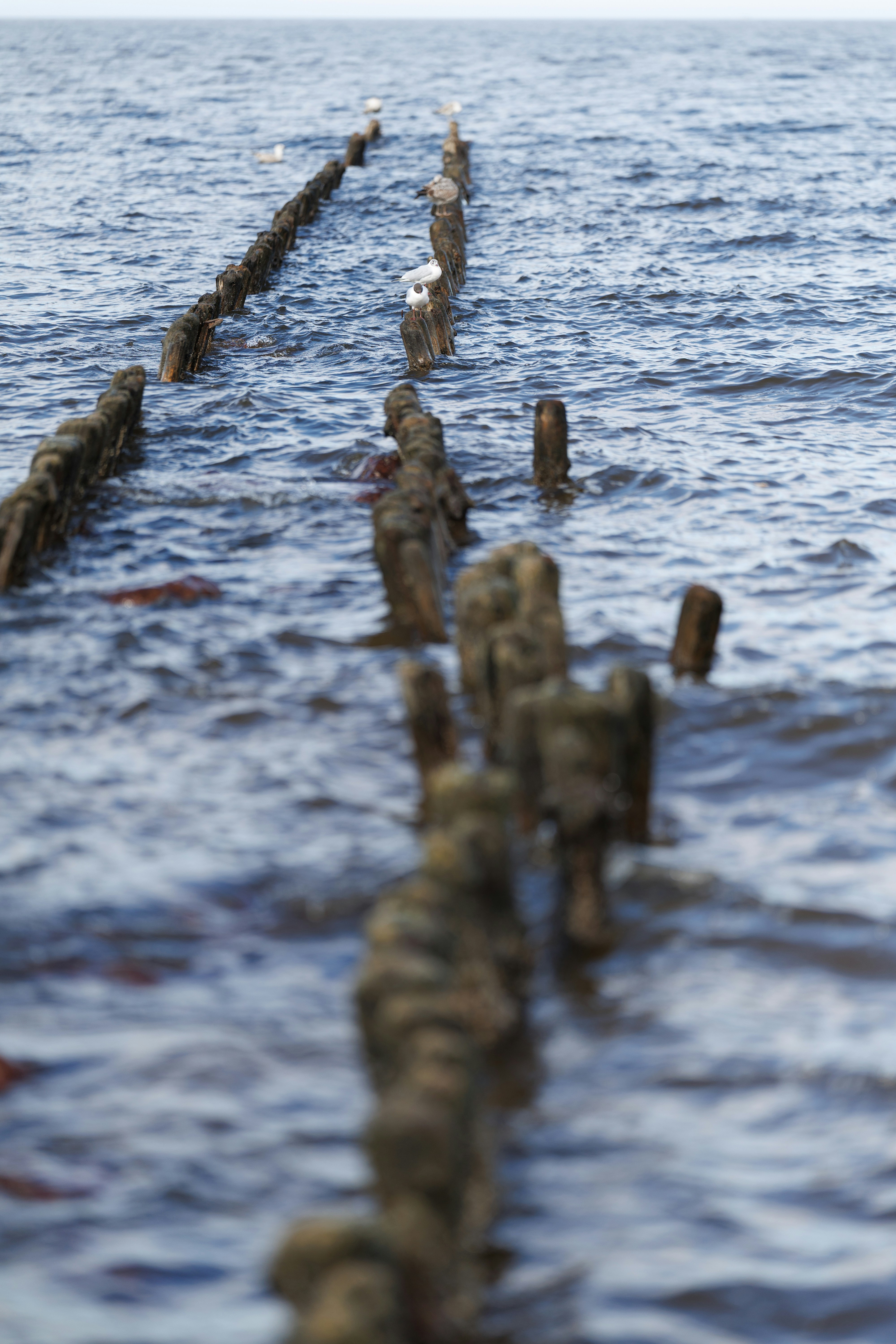 Seaward Rail of Time: Weathered Piers Stretch into the Horizon