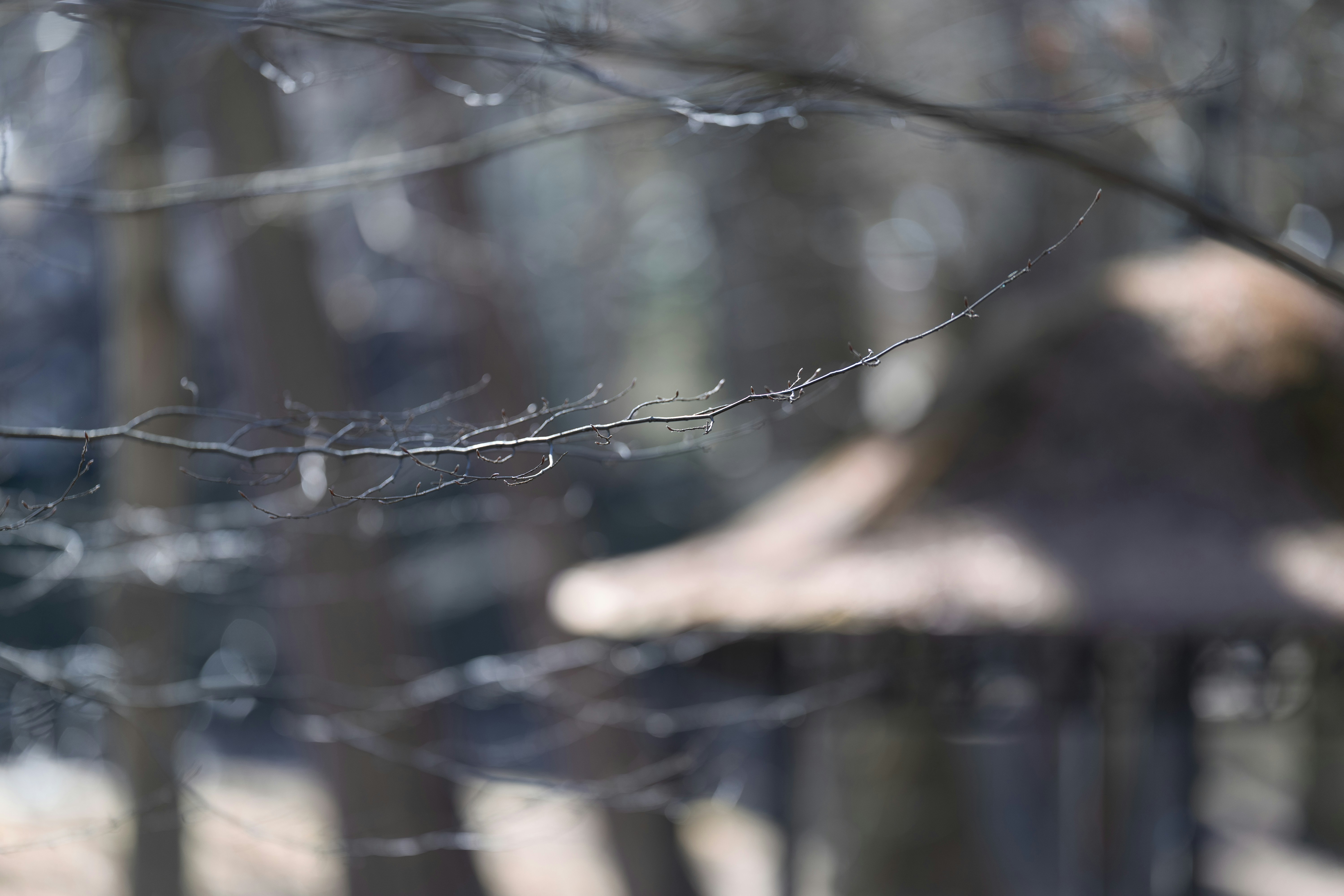 Wisp of Winter Threads in a Quiet Forest