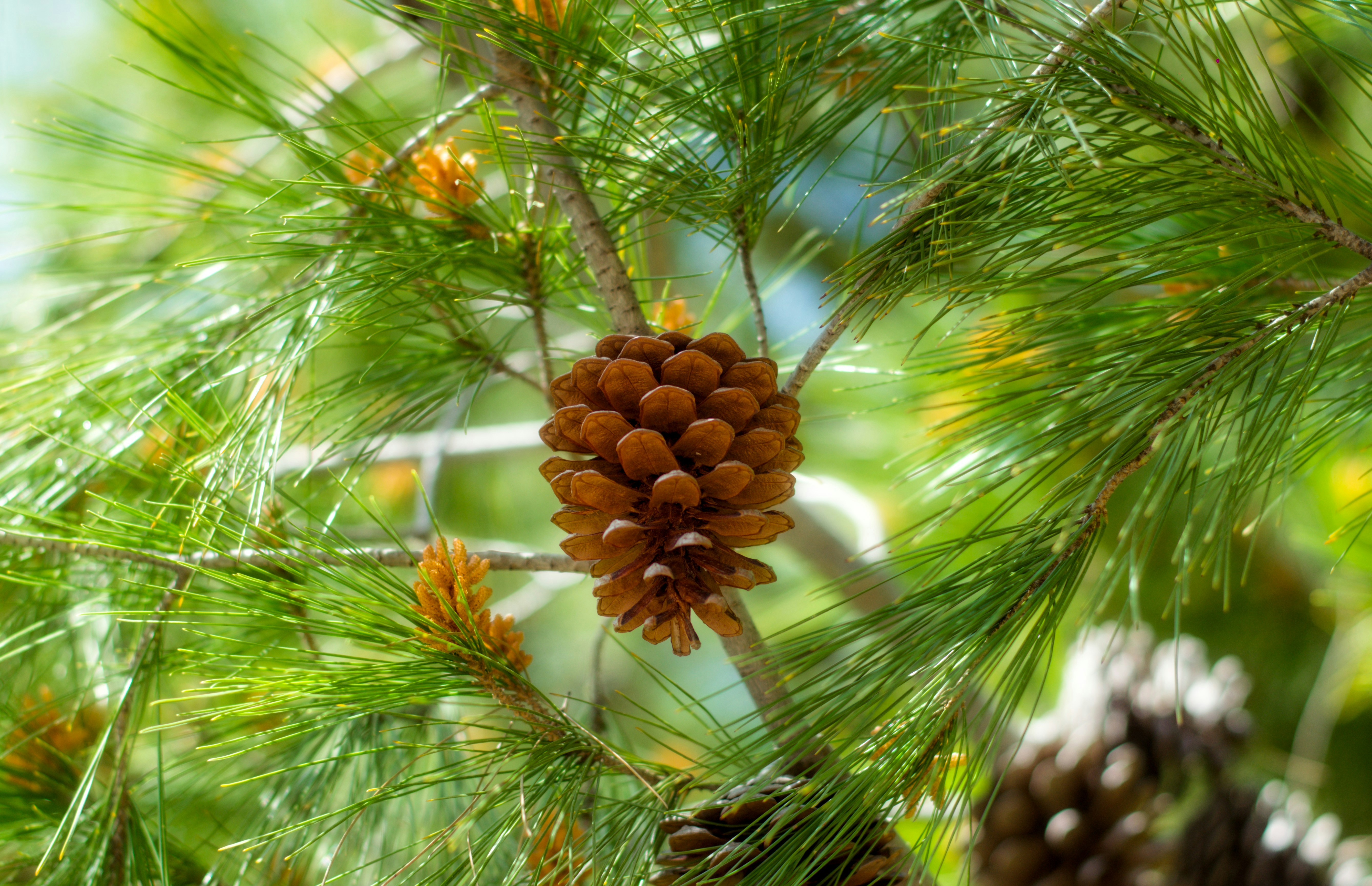 Central Pinecone in a Sunlit Pine Branch Perspective