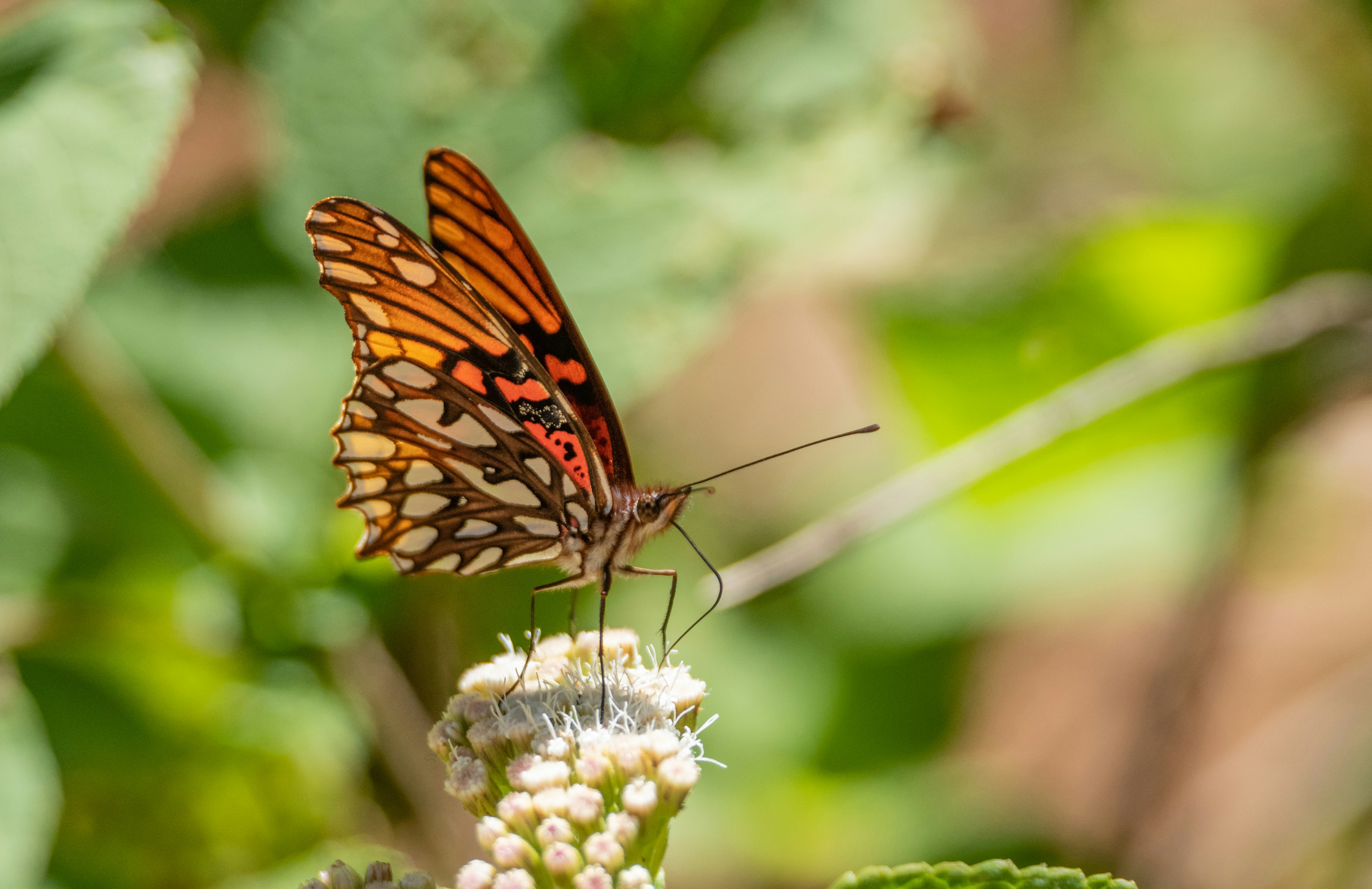 Monarch on a Minute Bloom: a Portrait of Delicate Contrast