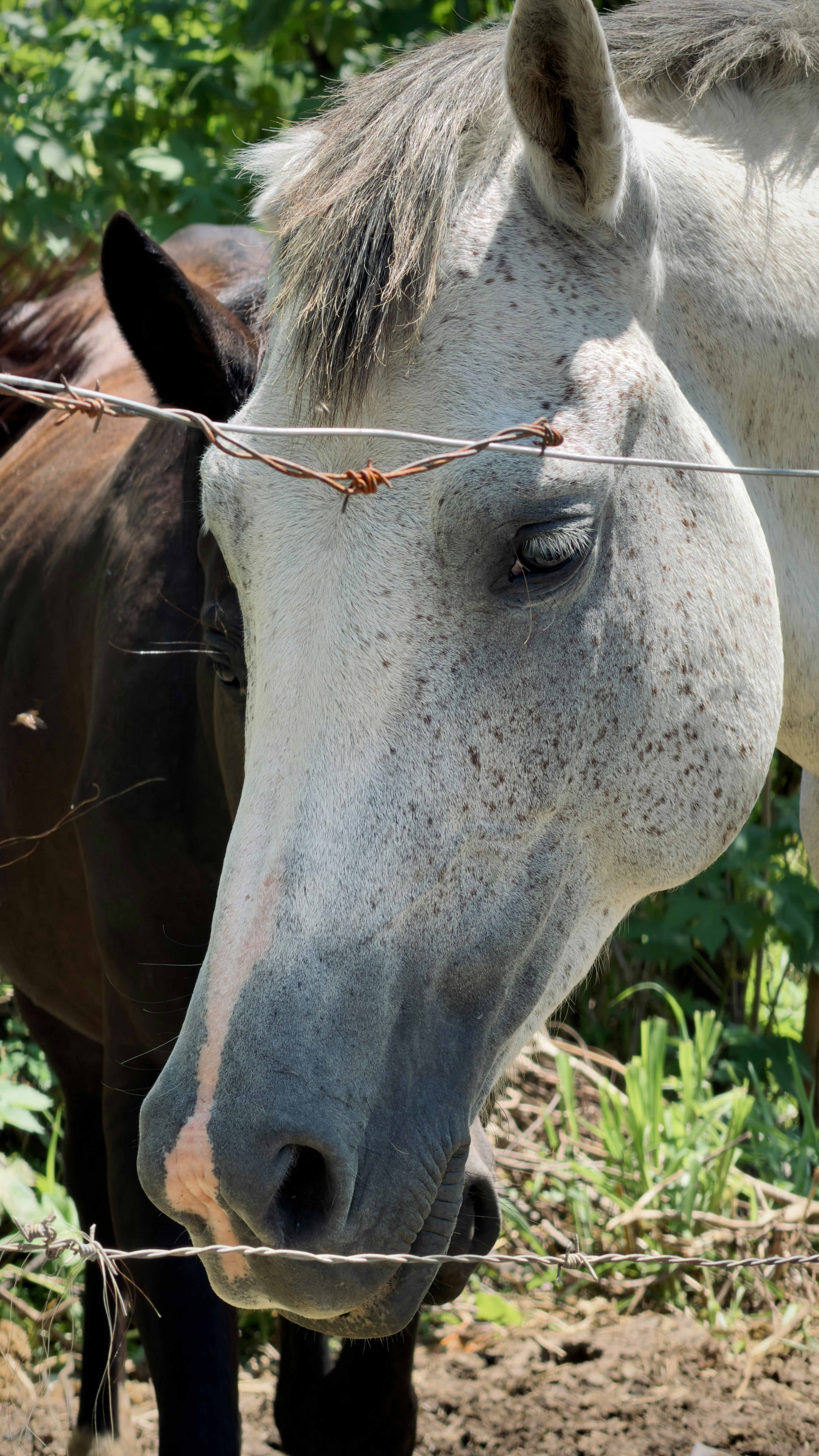 Close-up of a white horse leaning over a rustic barbed wire fence