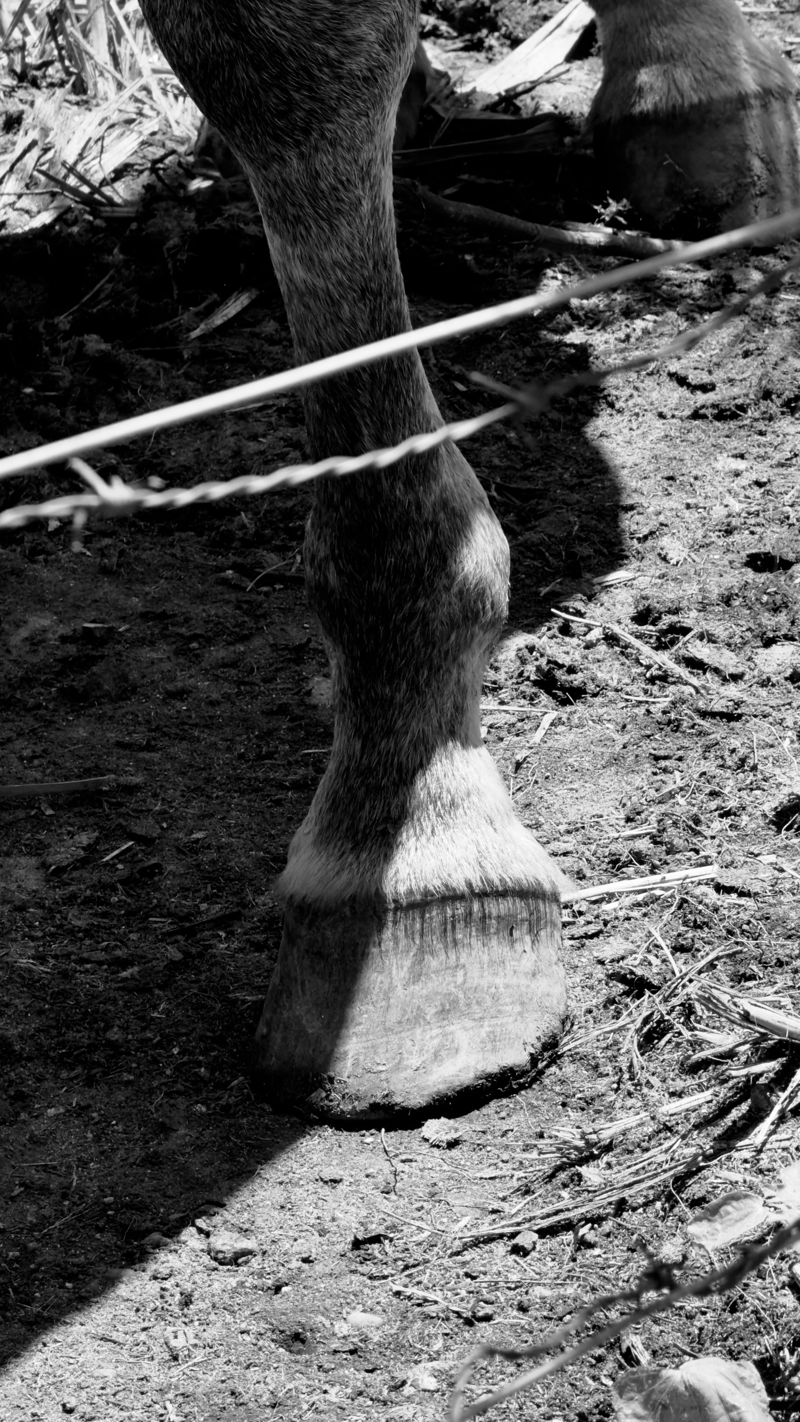 Close-Cropped Hoof: A Black-and-White Trace through the Field