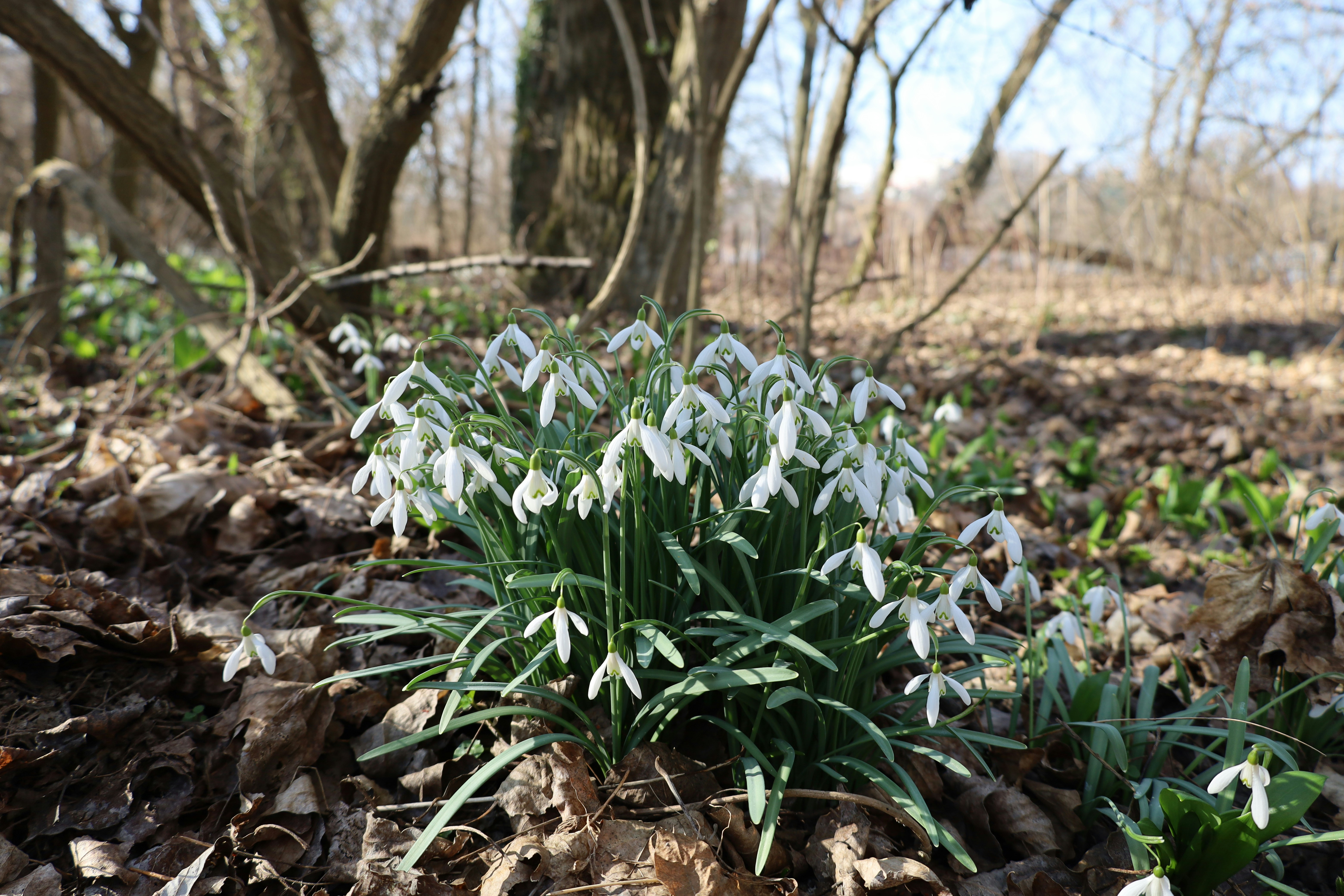 Snowdrops at the Edge of Quiet Spring
