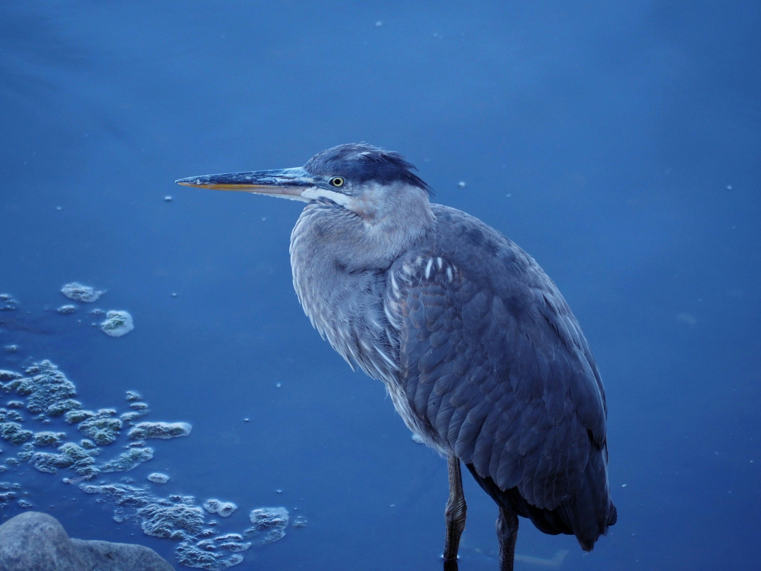 Blue-Hued Heron in Still Water