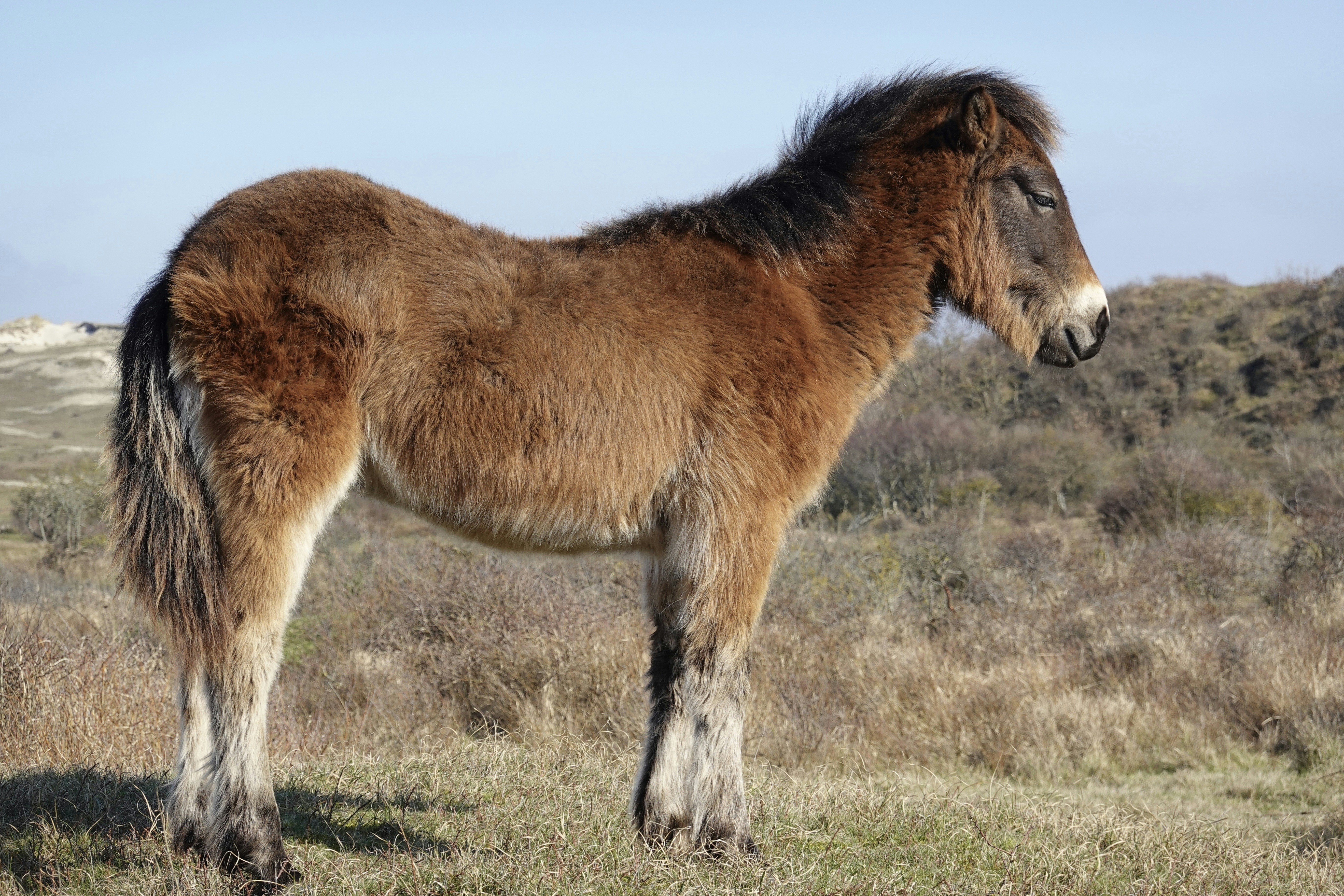 A brown horse stands in a dry, grassy landscape under a clear sky, its mane and tail catching the light; the scene emphasizes the animal as the focal subject with expansive natural background.