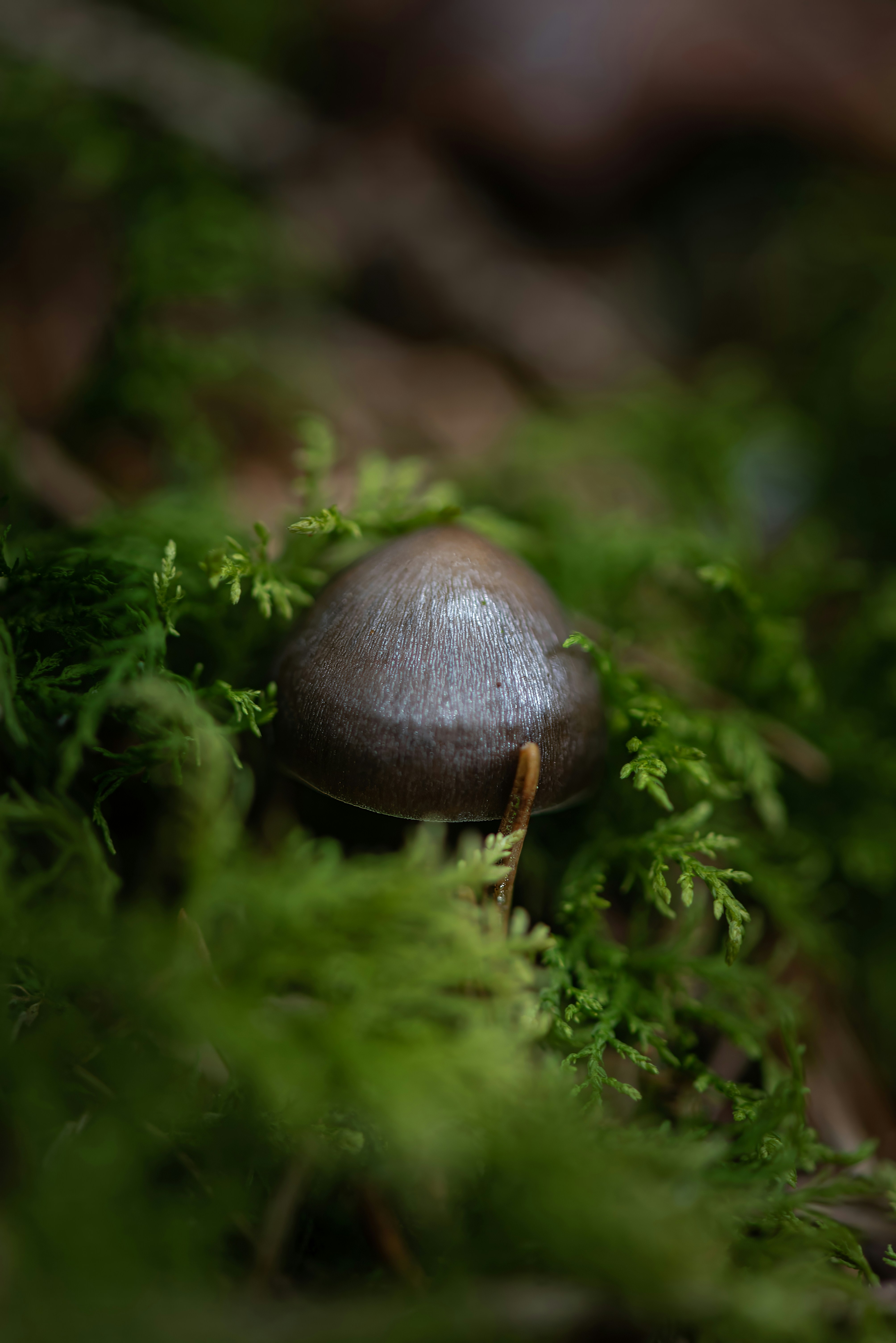 Mossy Gatekeeper: A Dark Brown toadstool amid emerald fronds