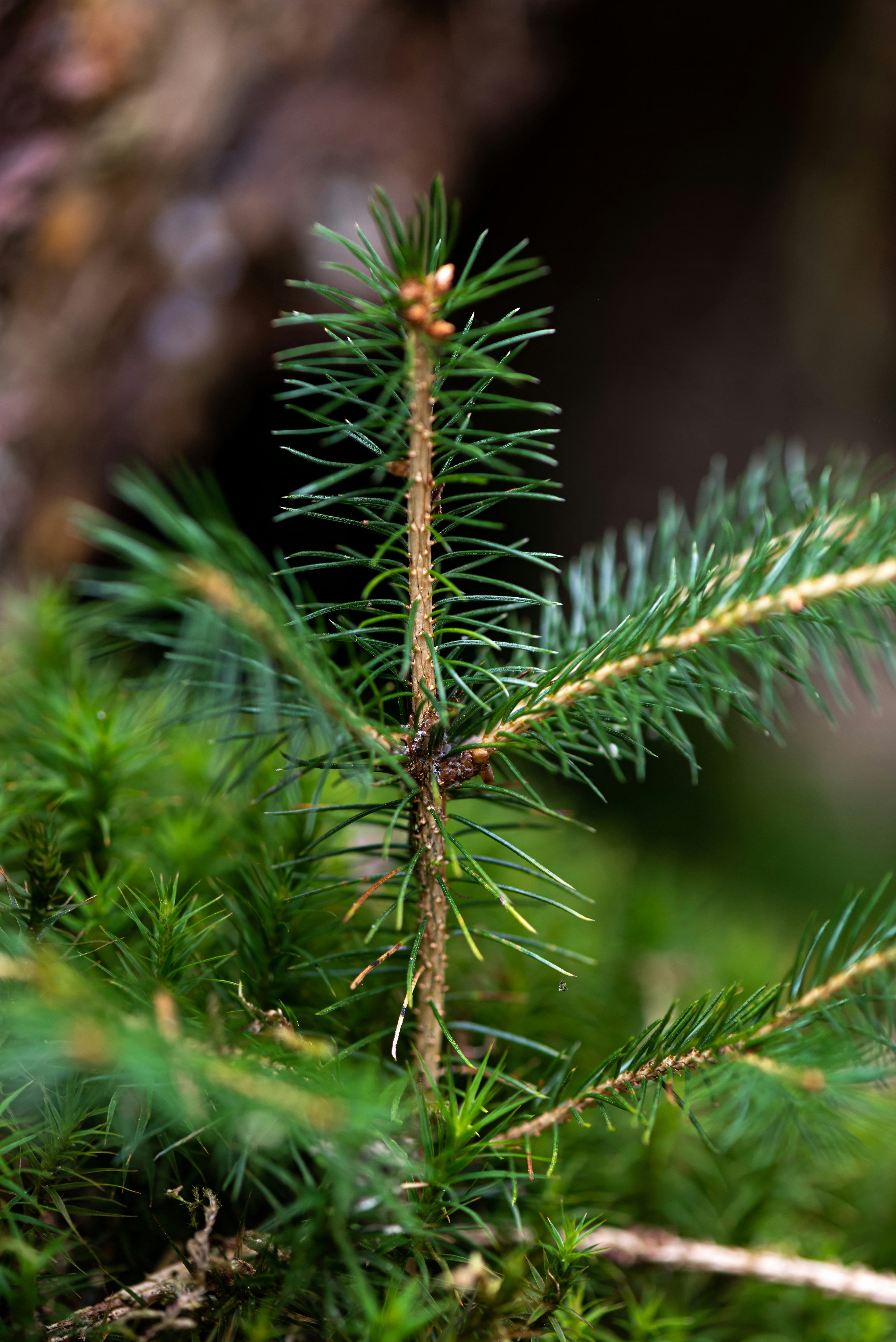 Emerald Needle: a close-up on a pine twig’s delicate spines