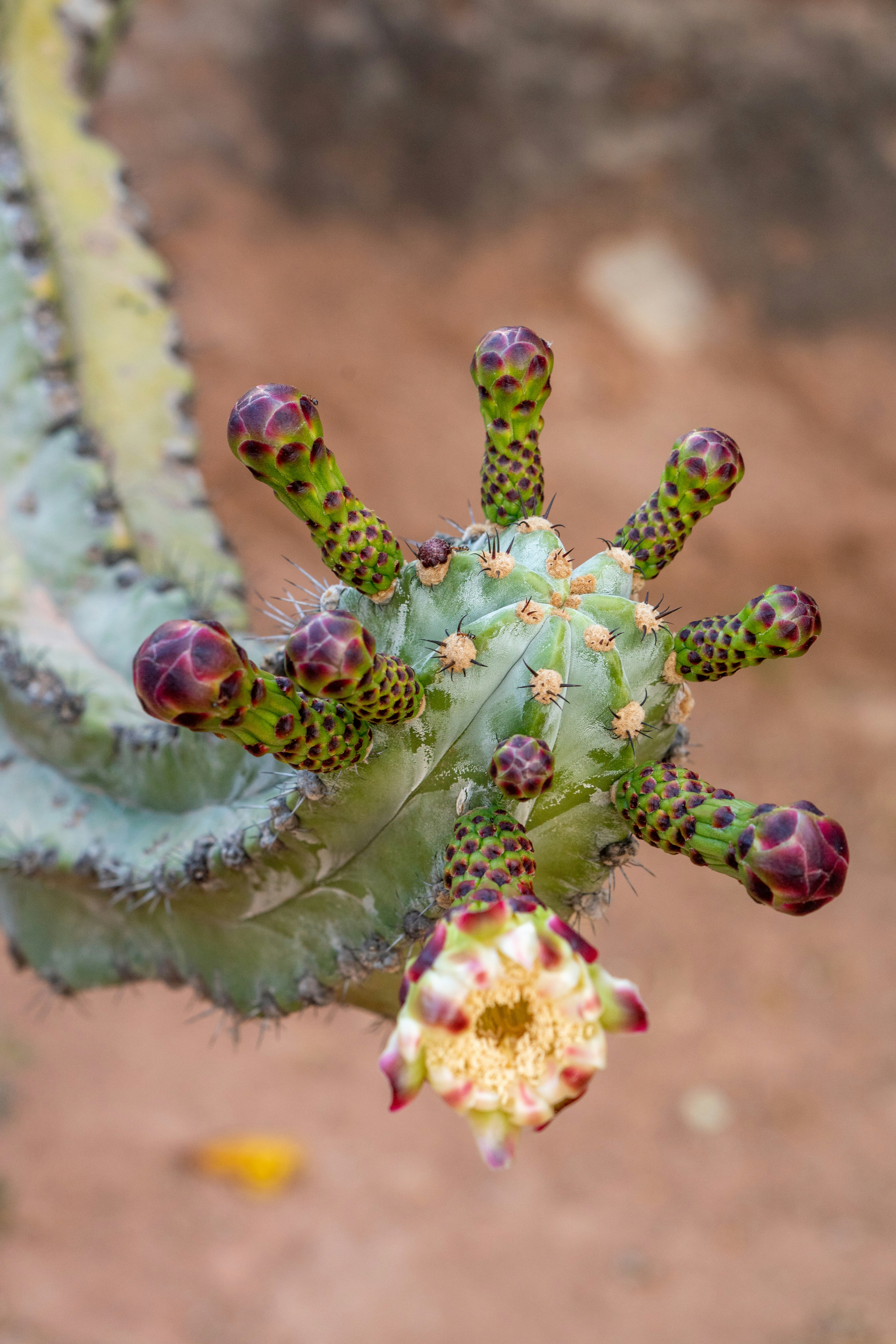 Unfolding Bloom: Nightclub Cactus Bloom on a Desert Spine