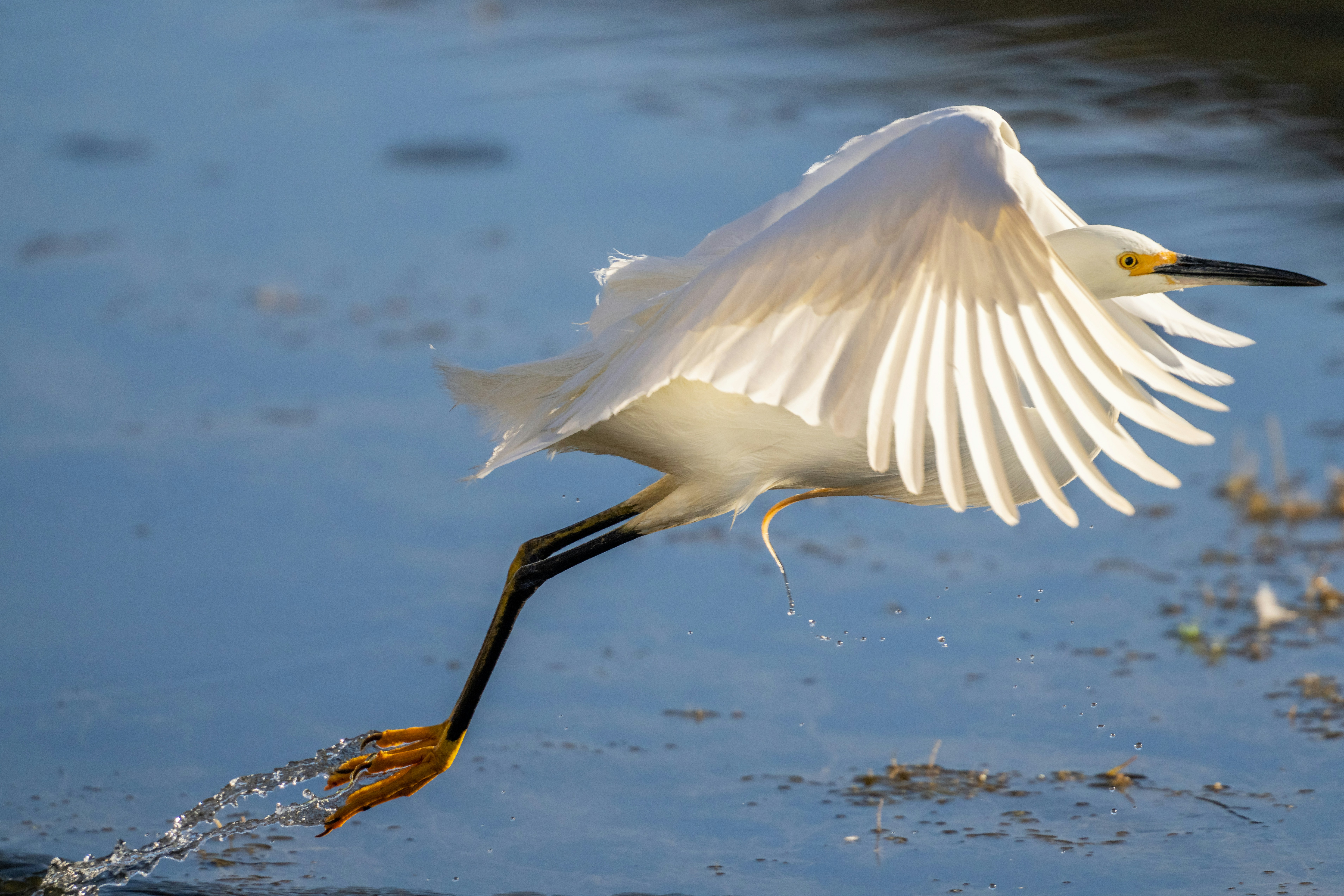 Striking Wings on the Glide Path