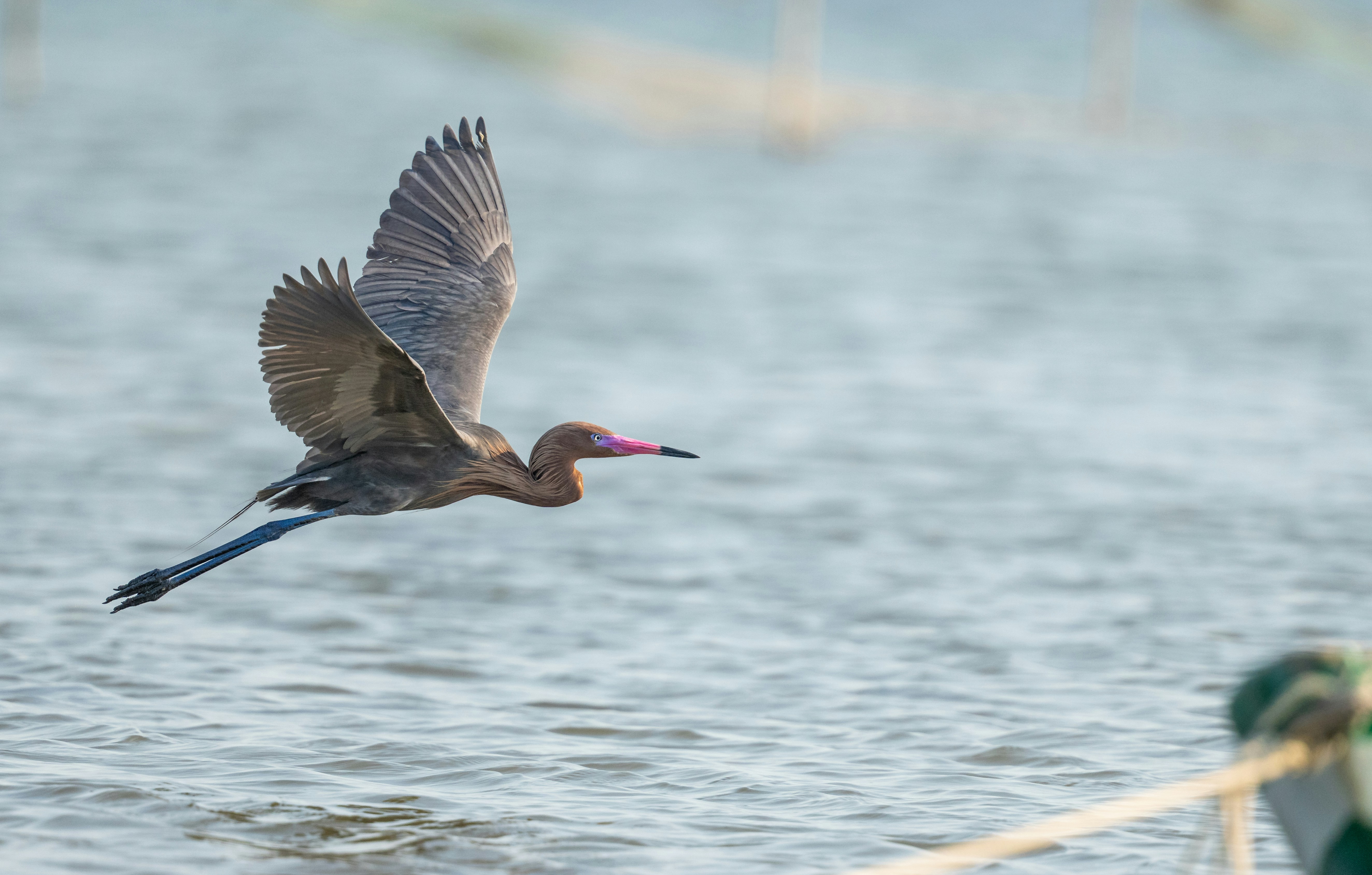 Hued Flight: A Crane in Free Drift Across a Shimmering Lake