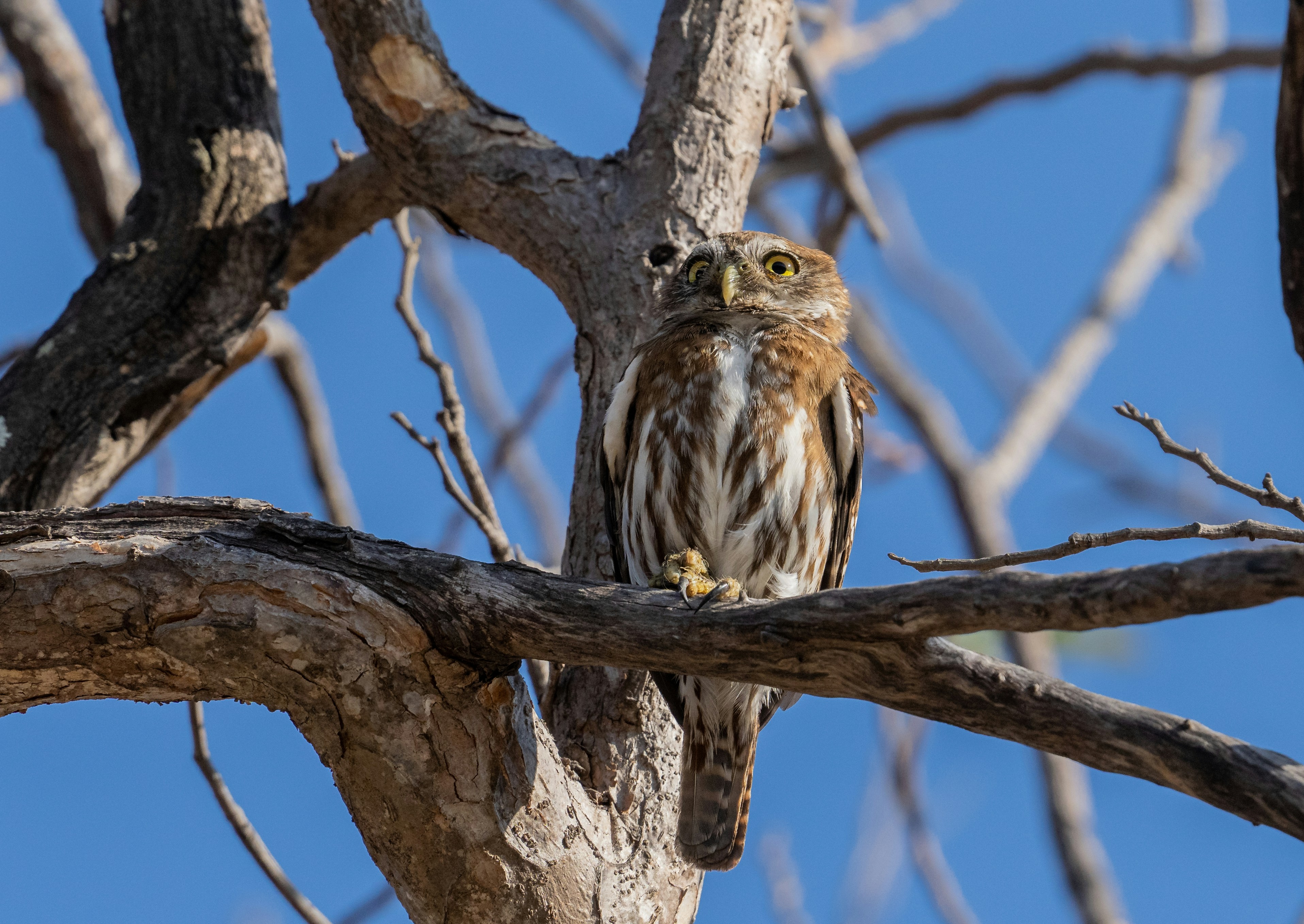Bold Gaze: A vigilant raptor perched on sunlit branch