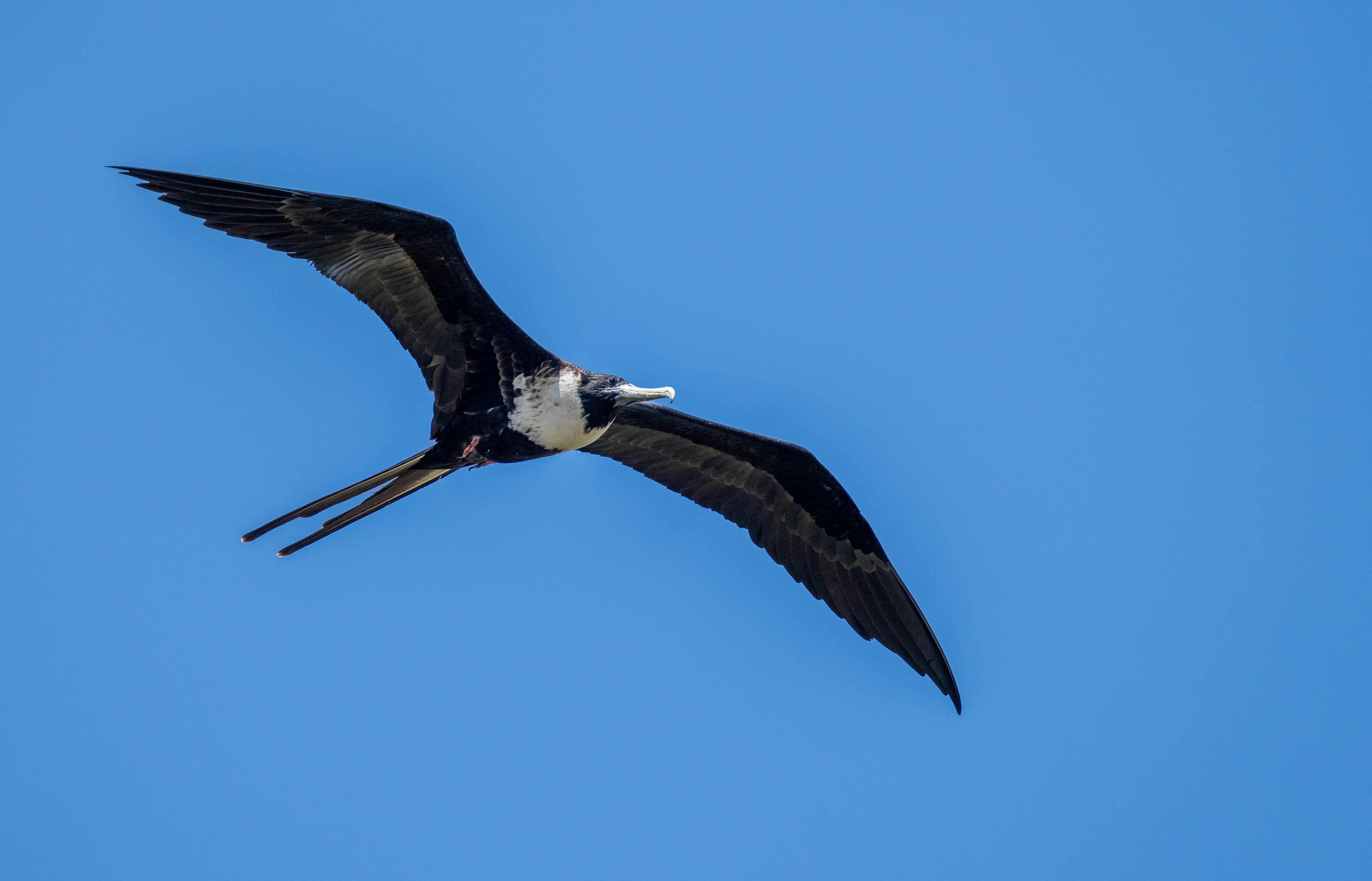 Winged silhouette against a clear blue sky