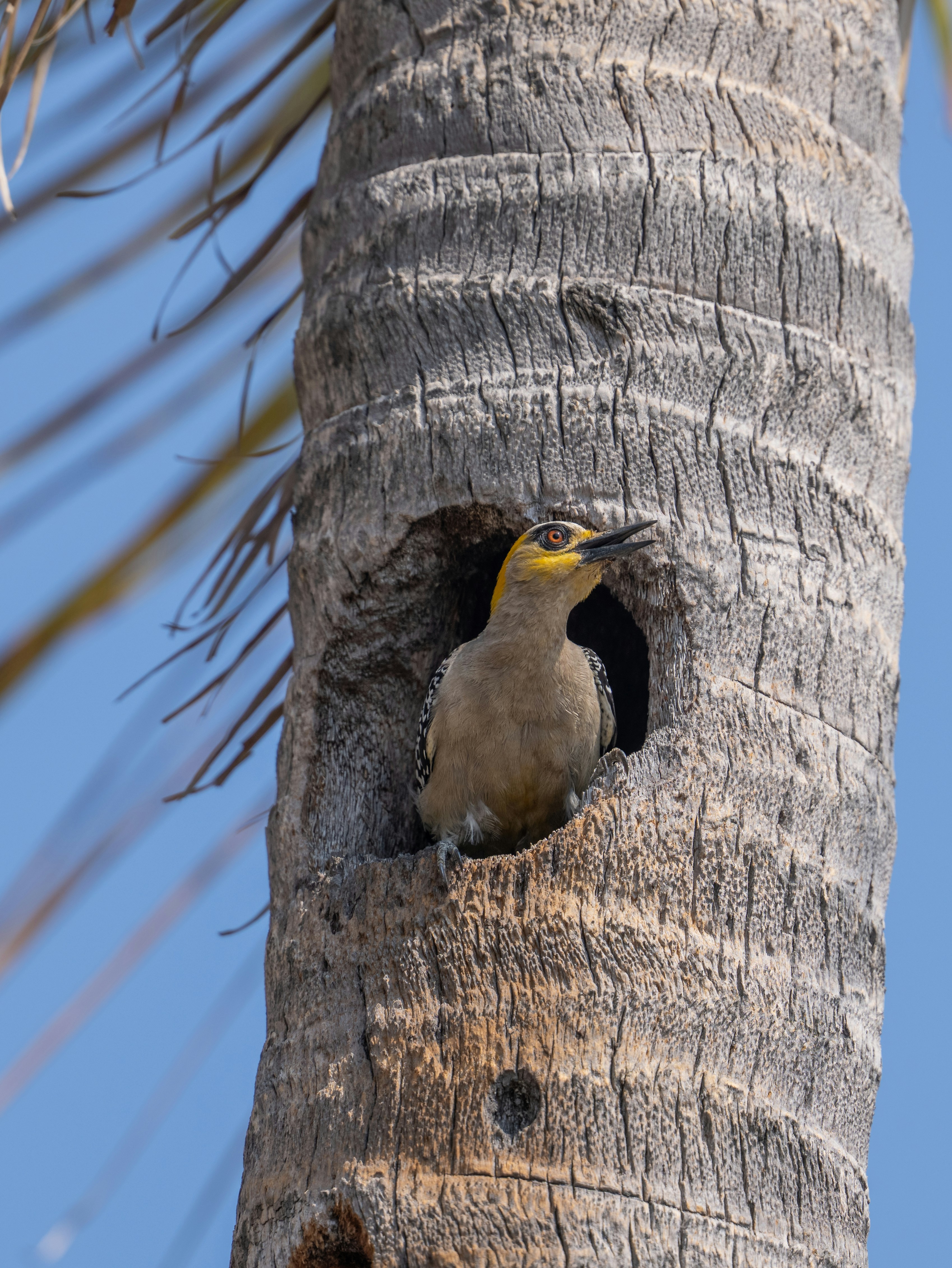 Woodland Royalty: A Horned Warbler Emerges from a Palm Trunk
