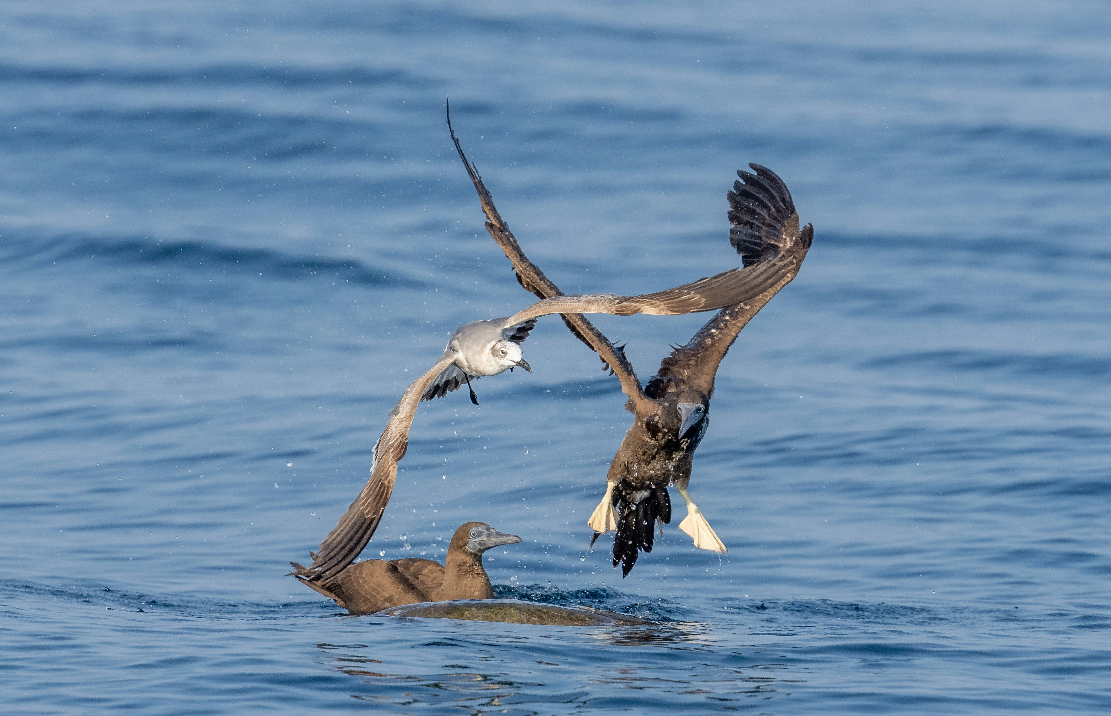 Winged Collision on Blue Silence