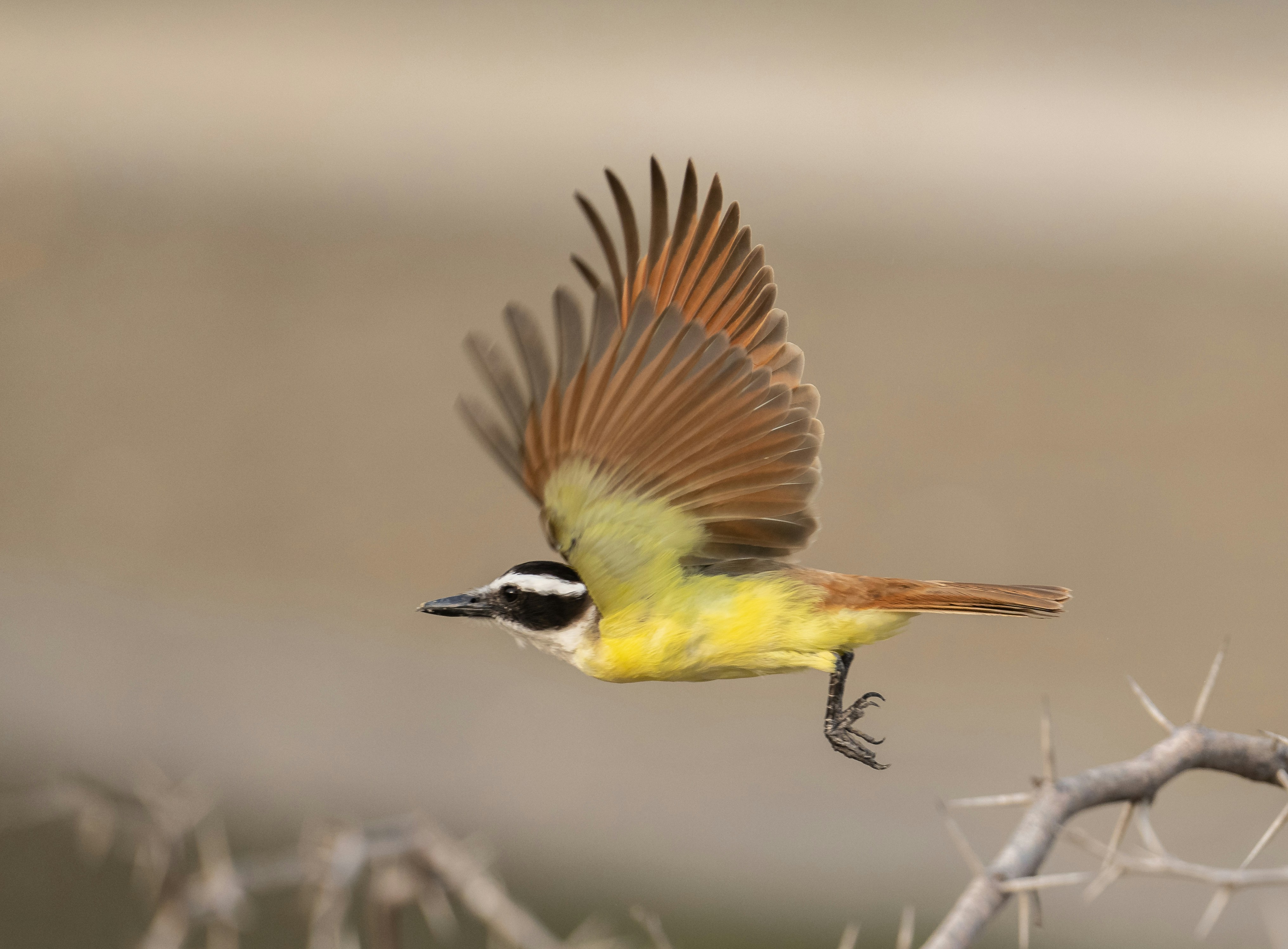 Winged Burst: A Yellow-vented Kingfisher in Mid-Flight