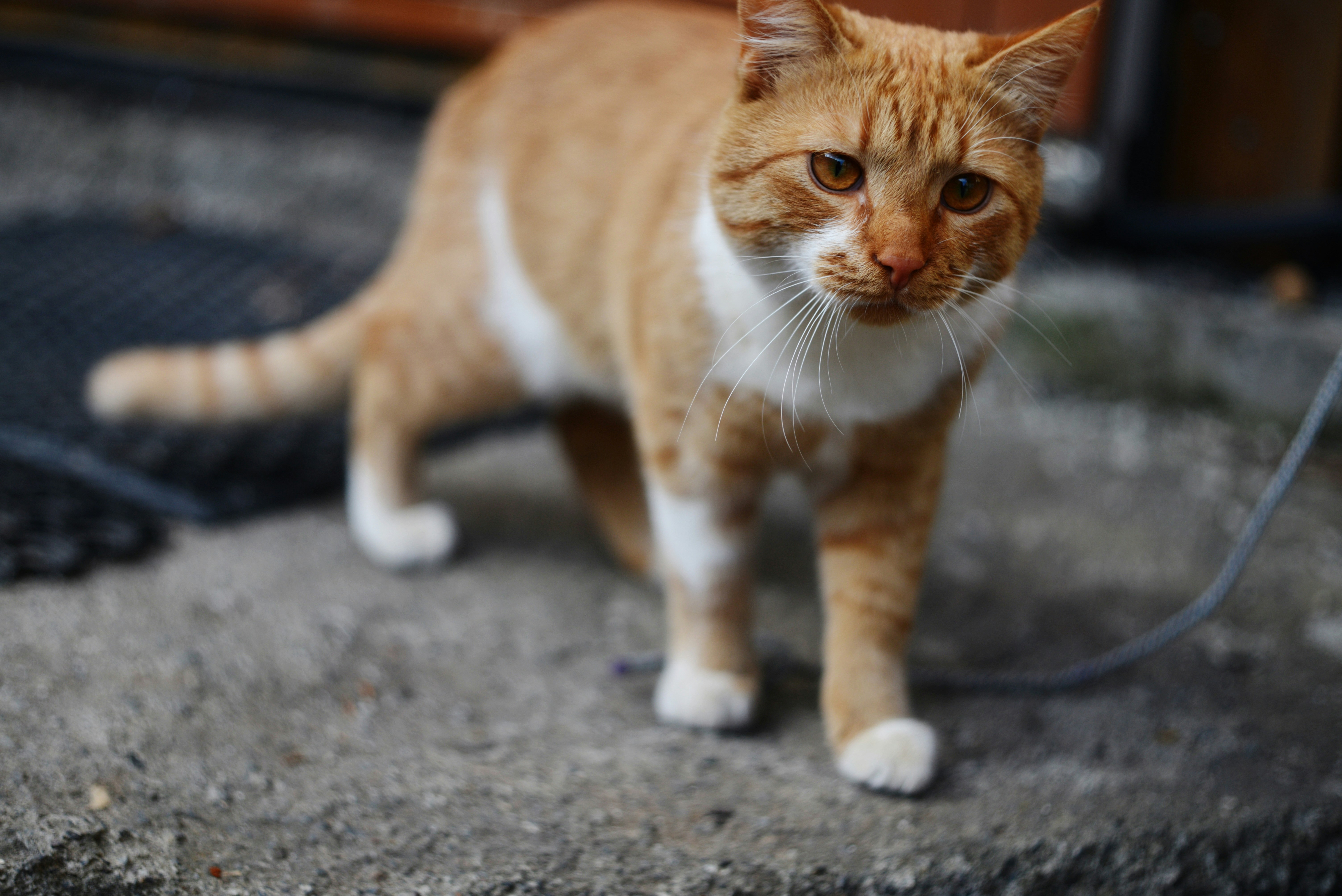 Curious Ginger Cat on a Rough Concrete Stage