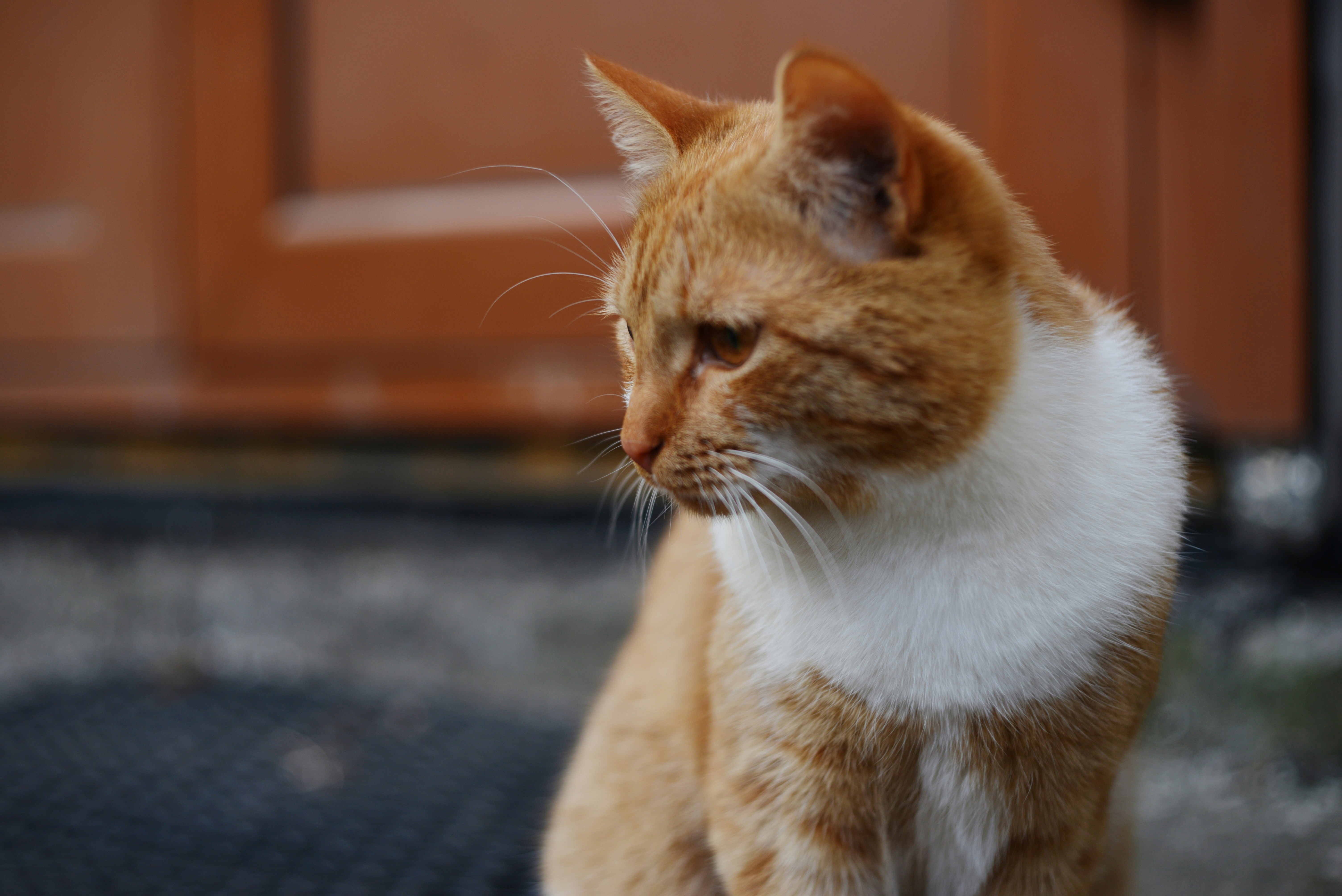 Close-up of a Ginger Cat in Profile Against a Wooden Doorback