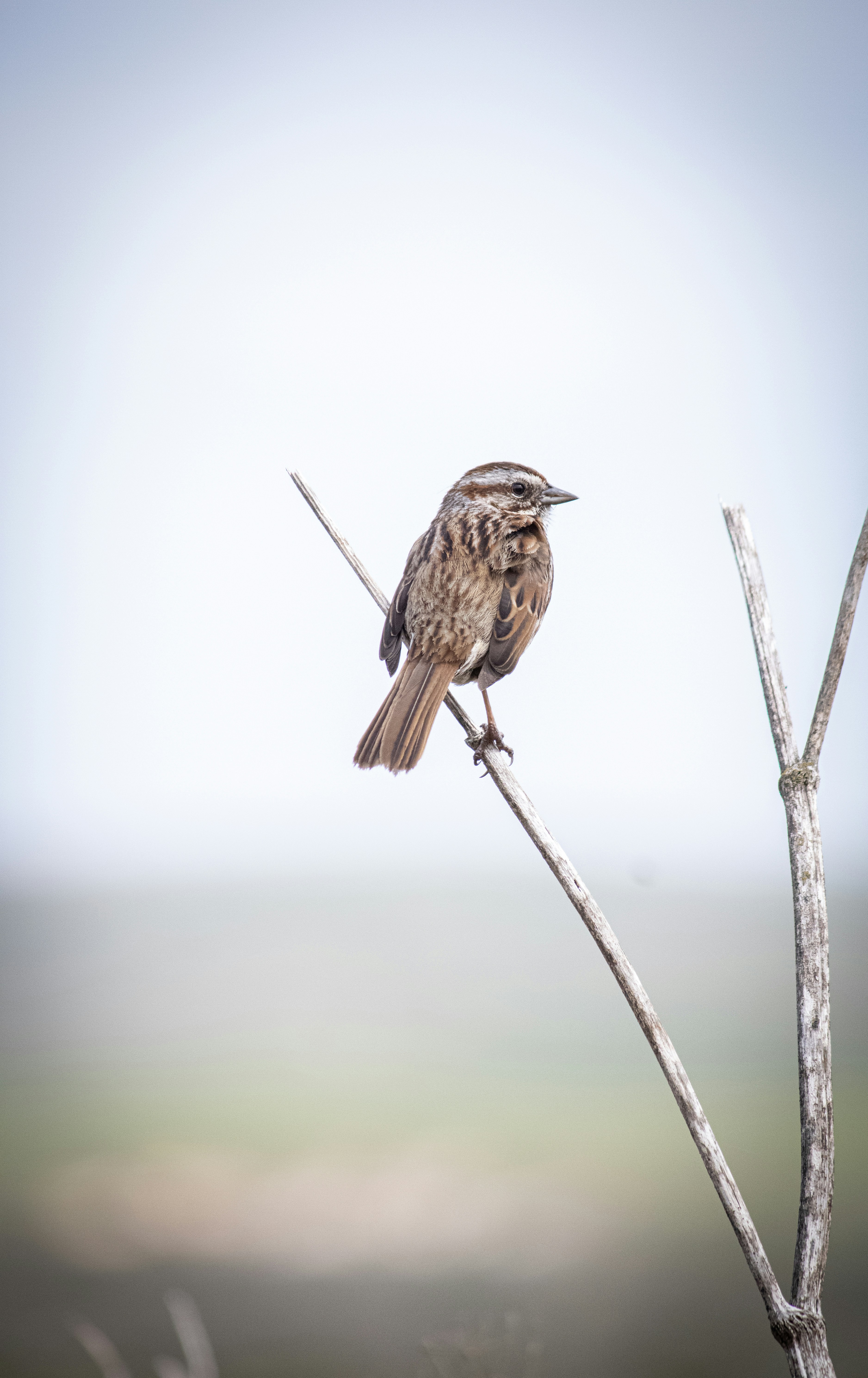 Perched in Winter Light: A Thorny Branch Studiolo
