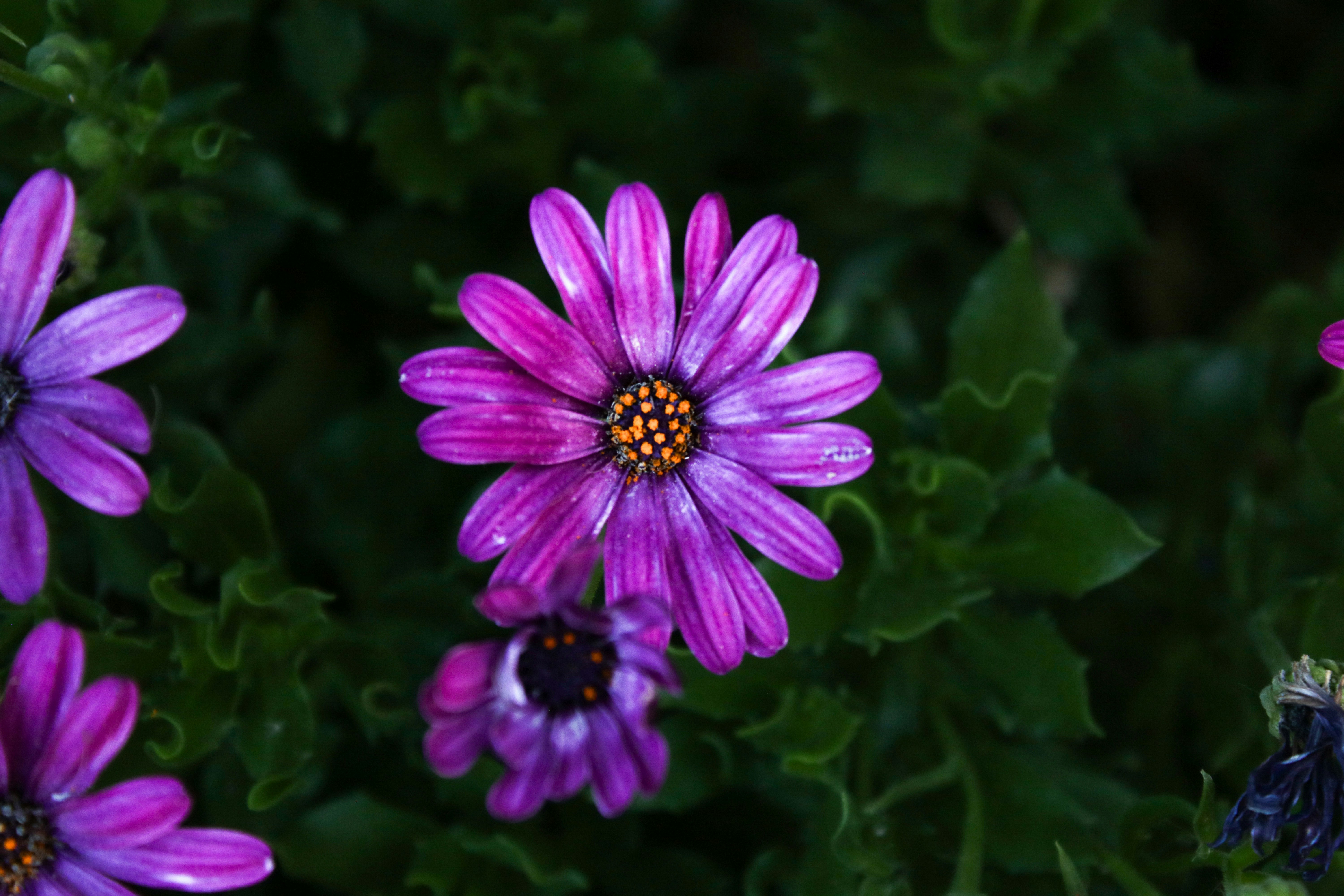 Petals in Focus: A Violet Bloom Among Green Foliage