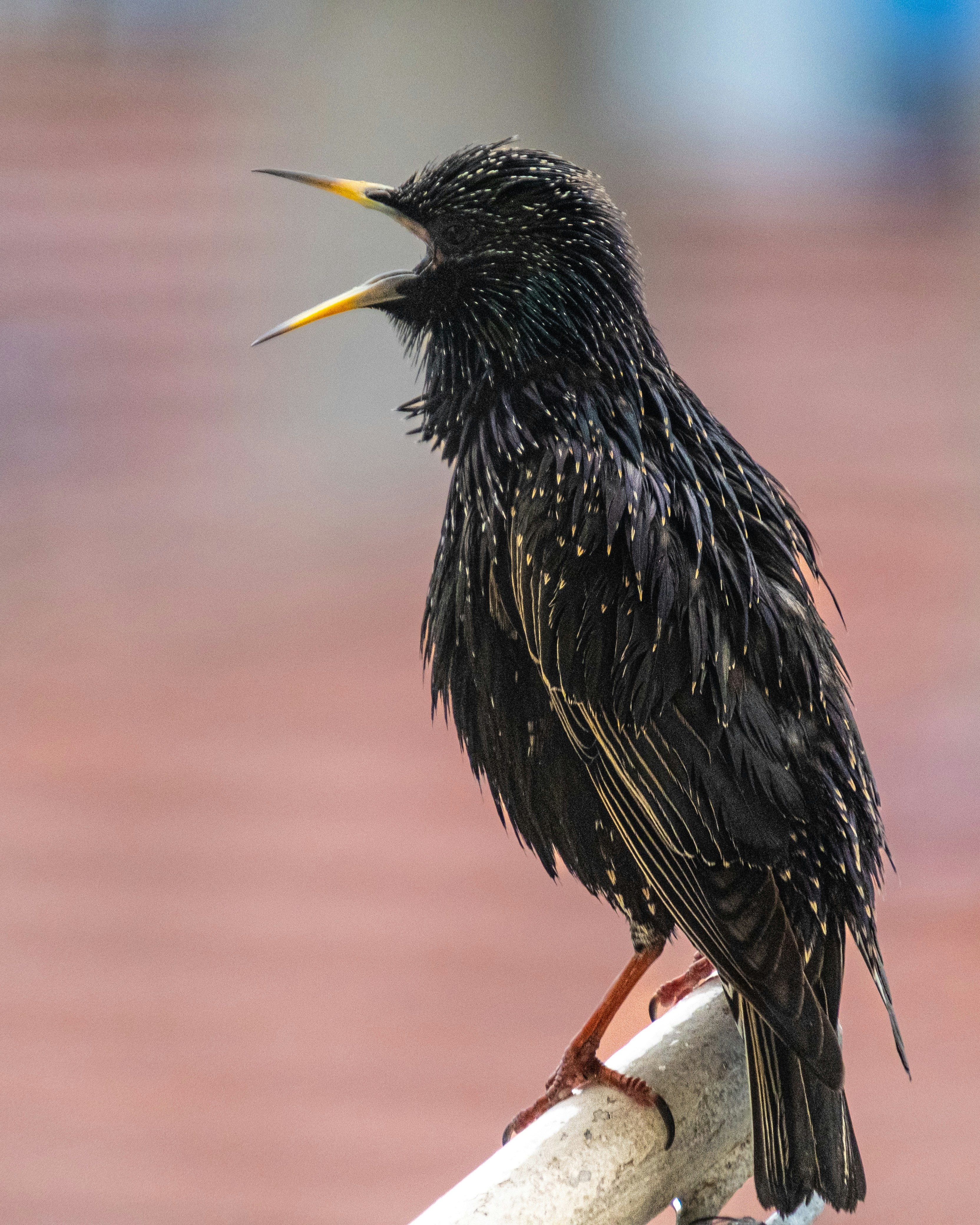A lone starling perches with beak wide open against a blurred brick backdrop