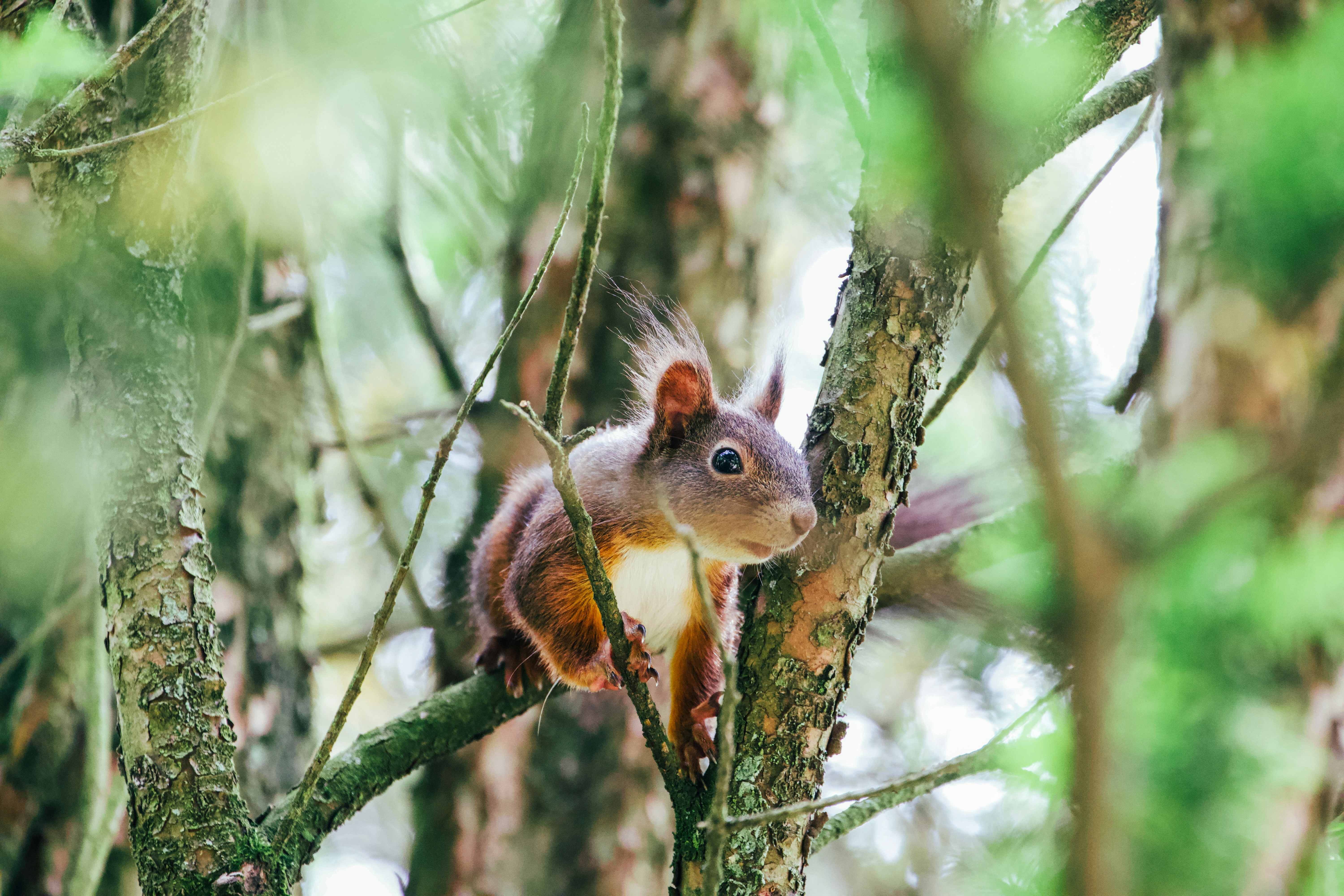 Snapshot of a Mossy Tree Perch: A Curious Squirrel in Focus