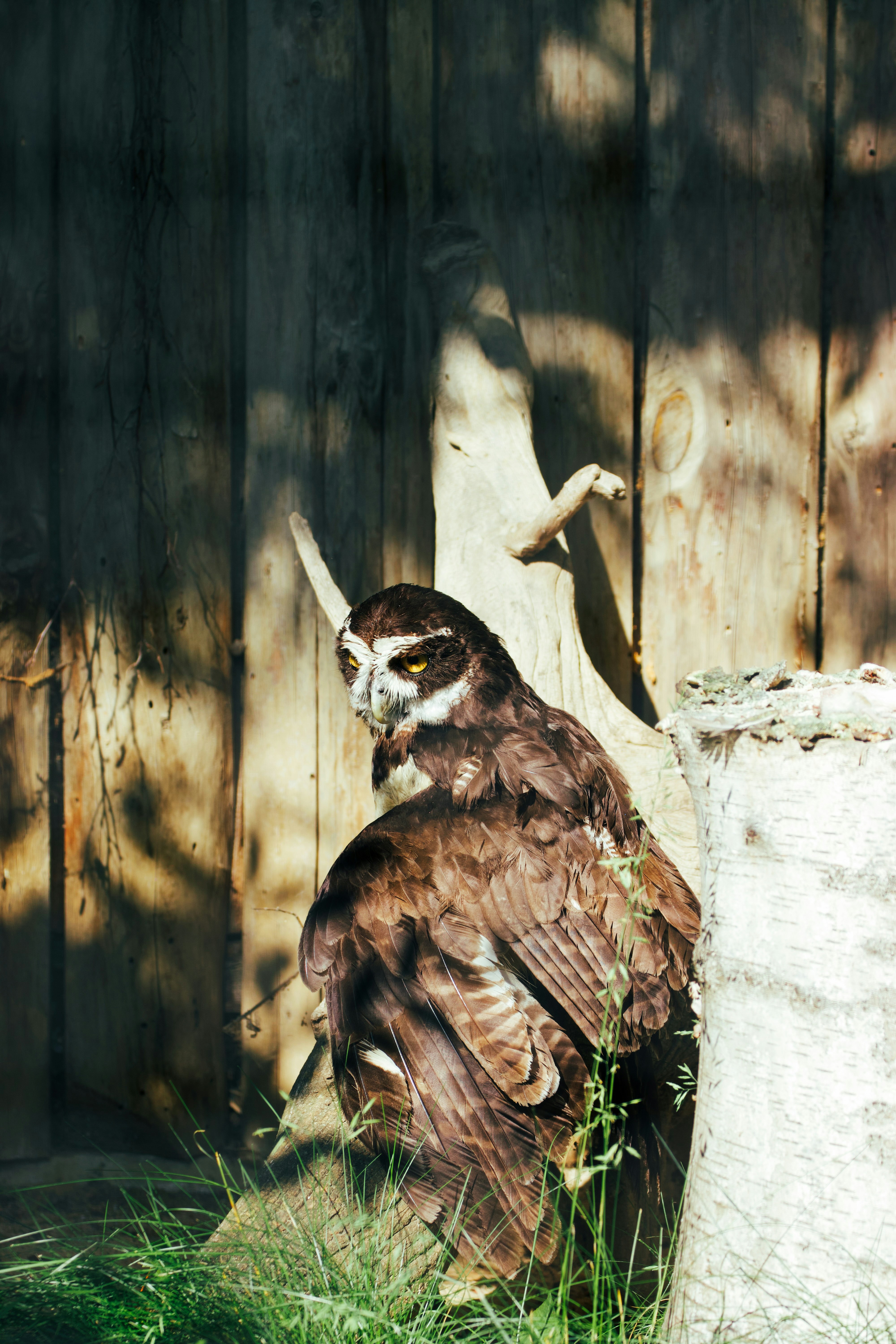 Watchful Perch: A Brown Owl Basks in Dappled Library of Shadow