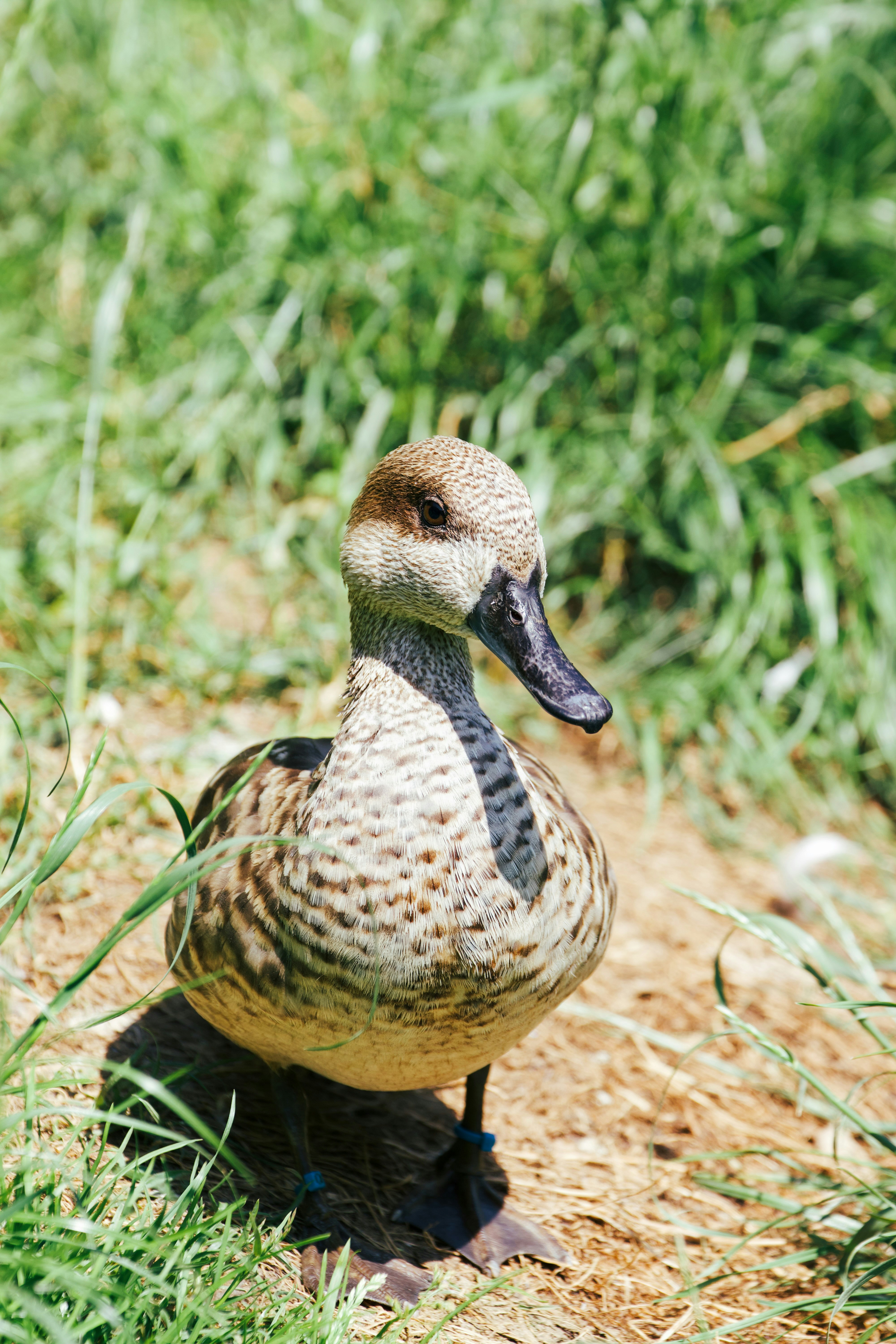 Duck in sunlit reeds: a close-up on a calm waterfowl