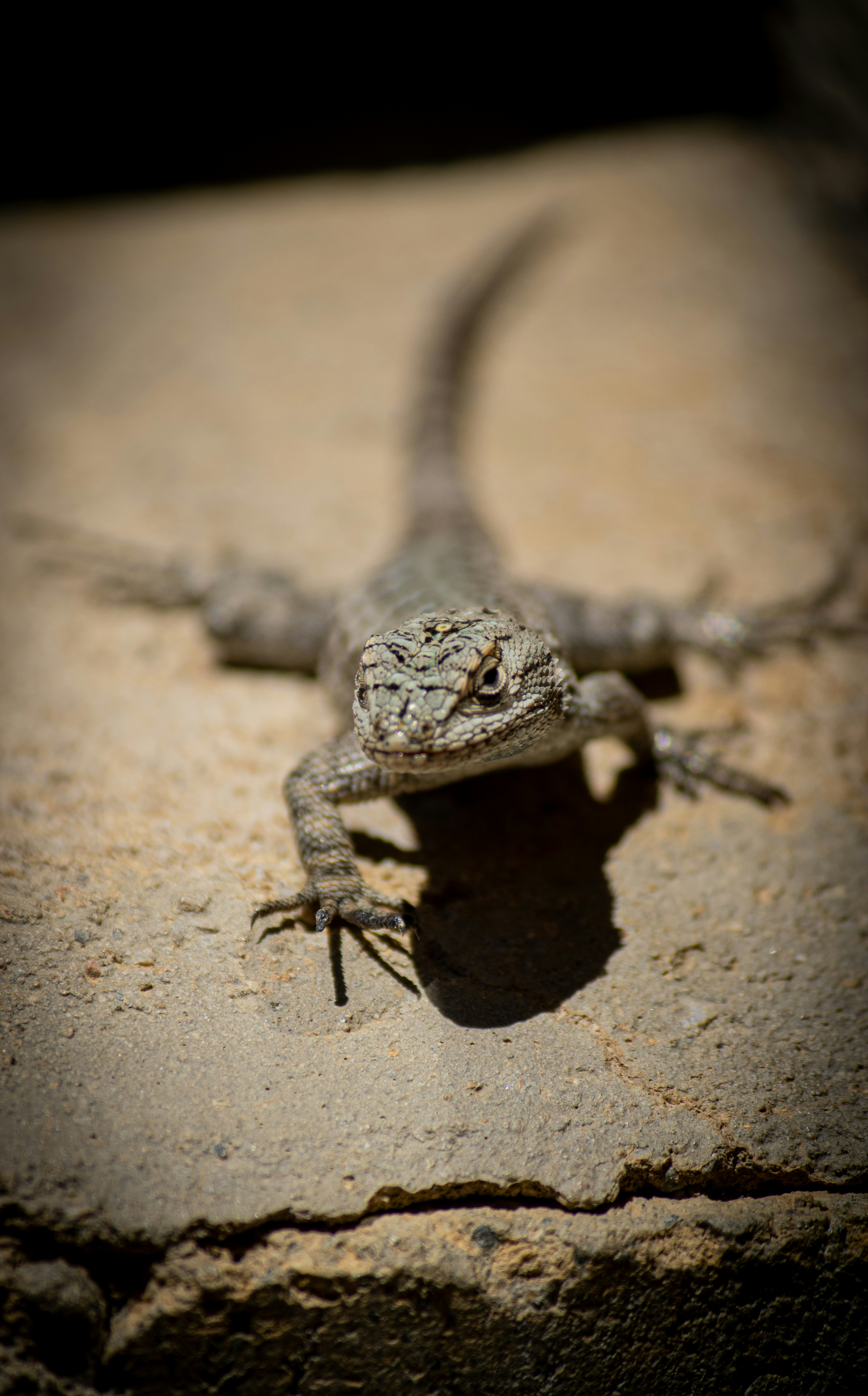 Desert Lizard on a Warm Stone: A Macro Moment