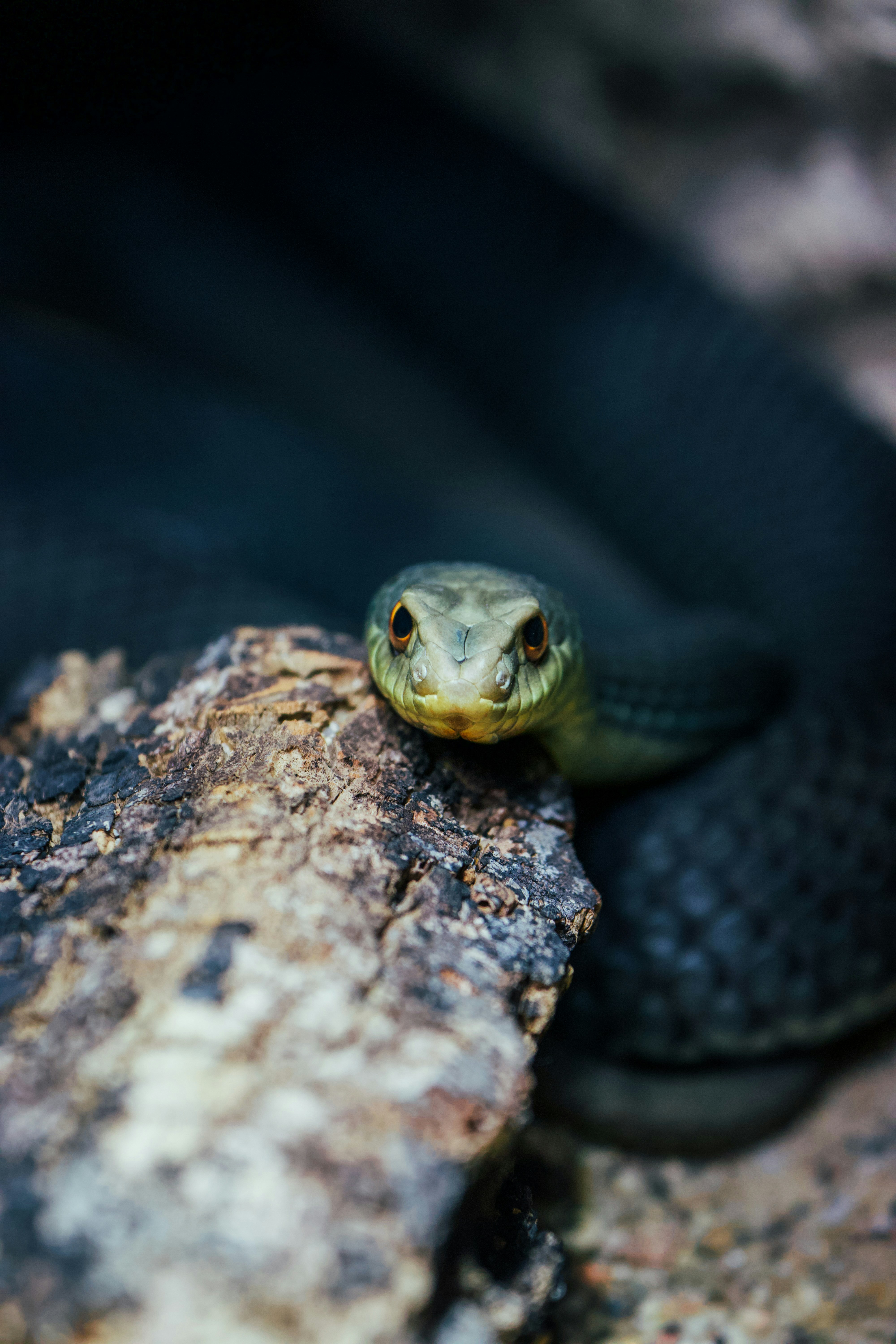Verdant Gaze: A Snapping Cobra Emerges from the Rock