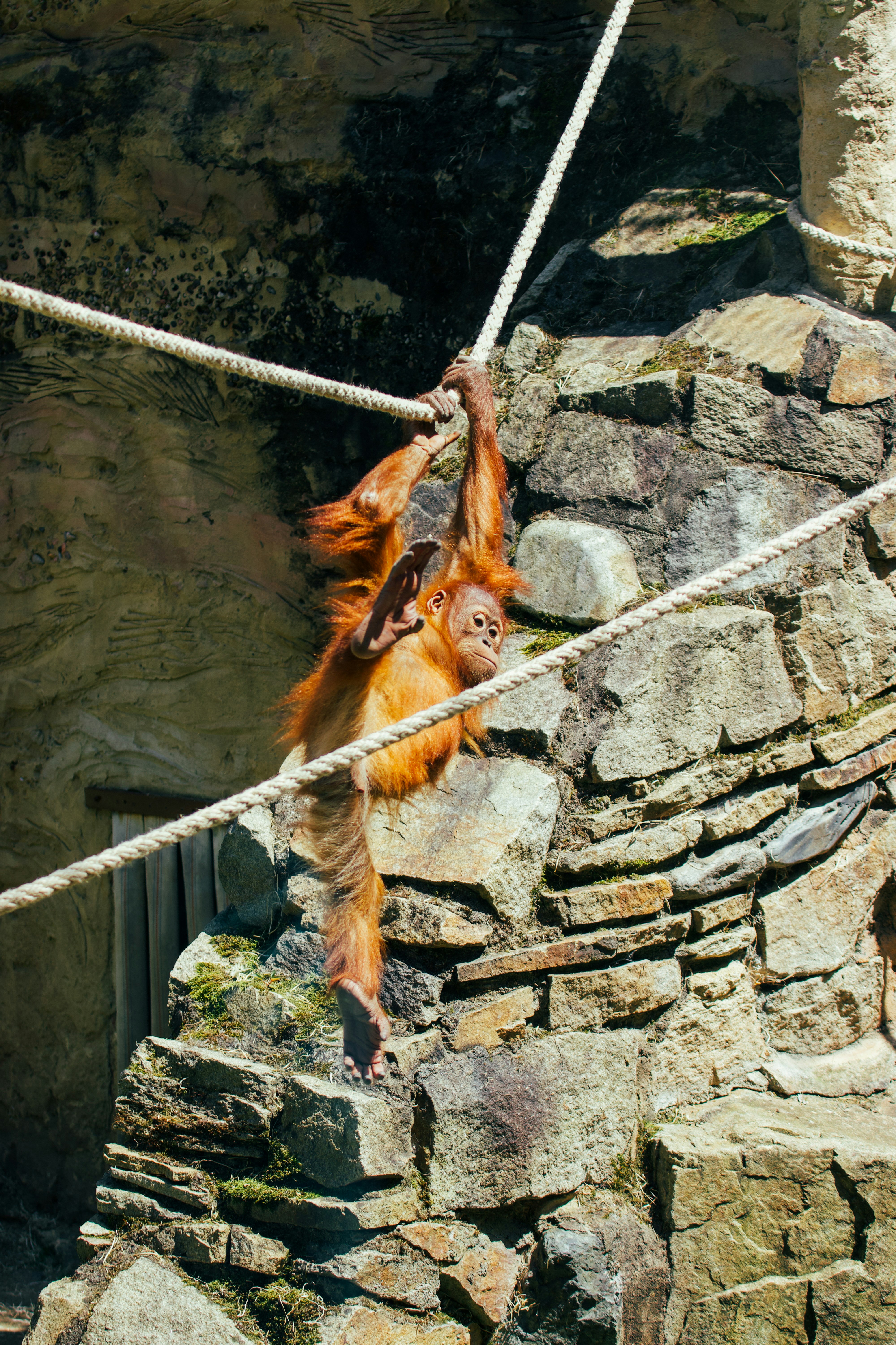 An orangutan hangs from a rope in a rocky enclosure. photo – Free ...