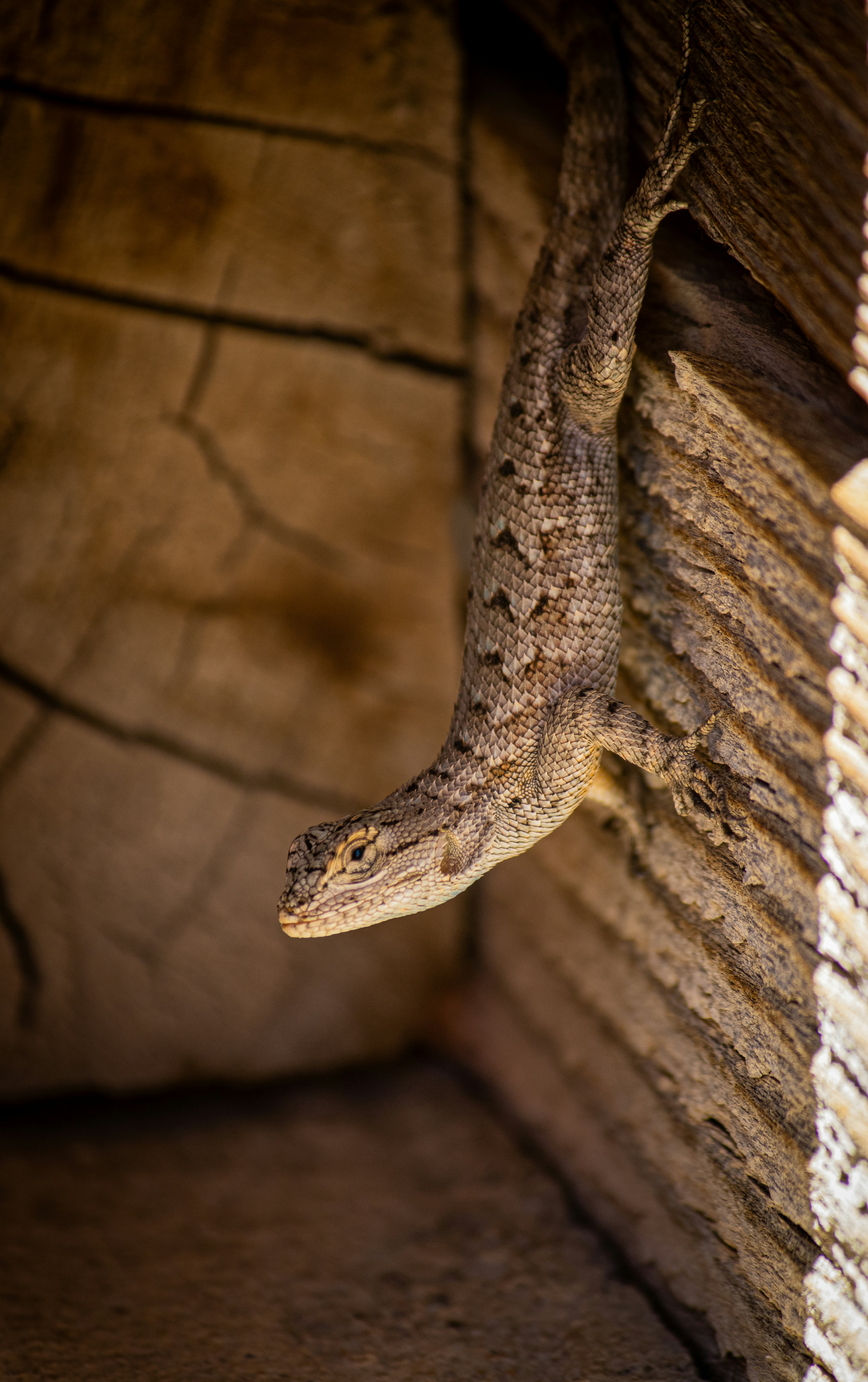 Coiled Crown: A Desert Viper Emerges from Rock Crevice
