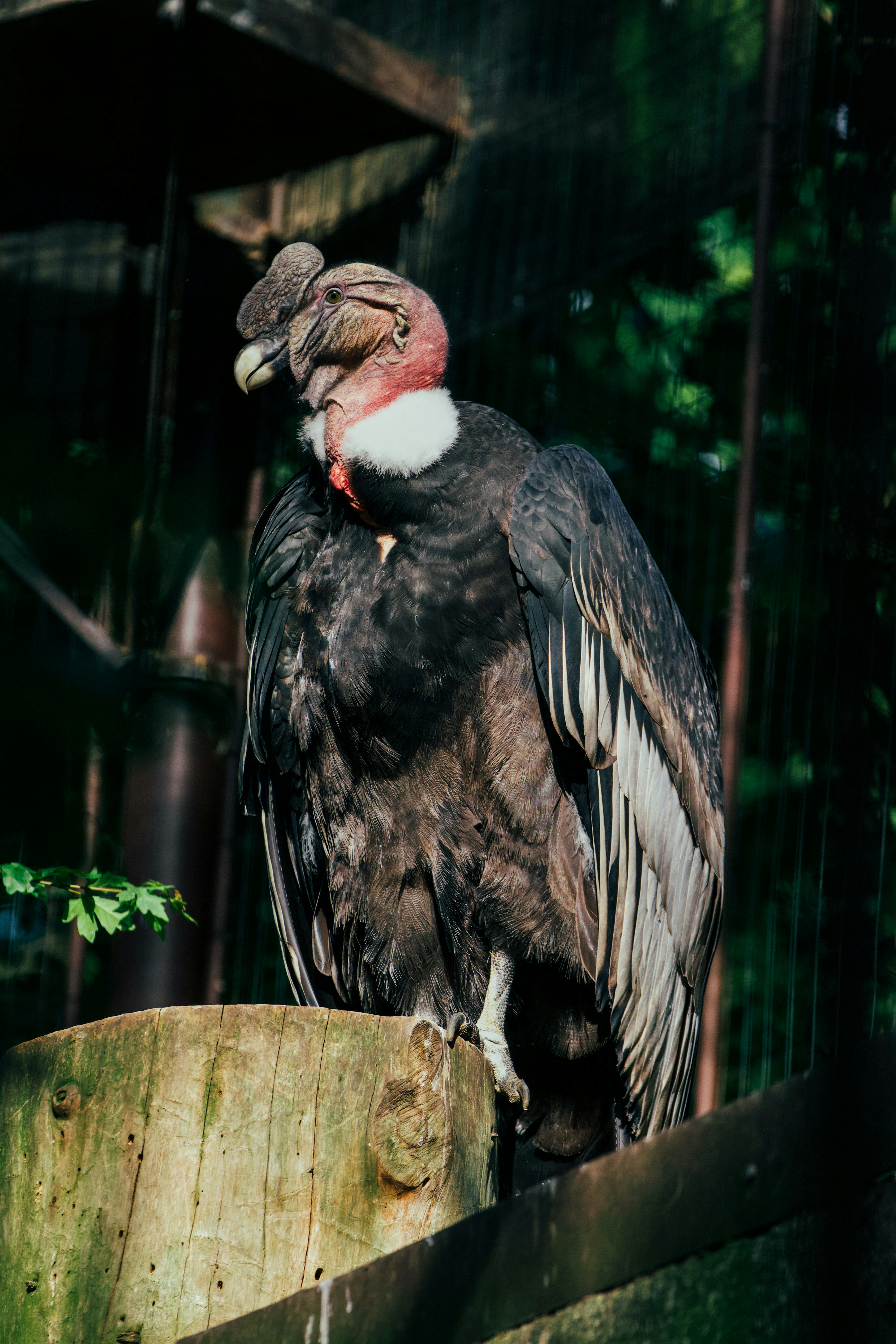 Red-Crested Vulture on a Weathered Post