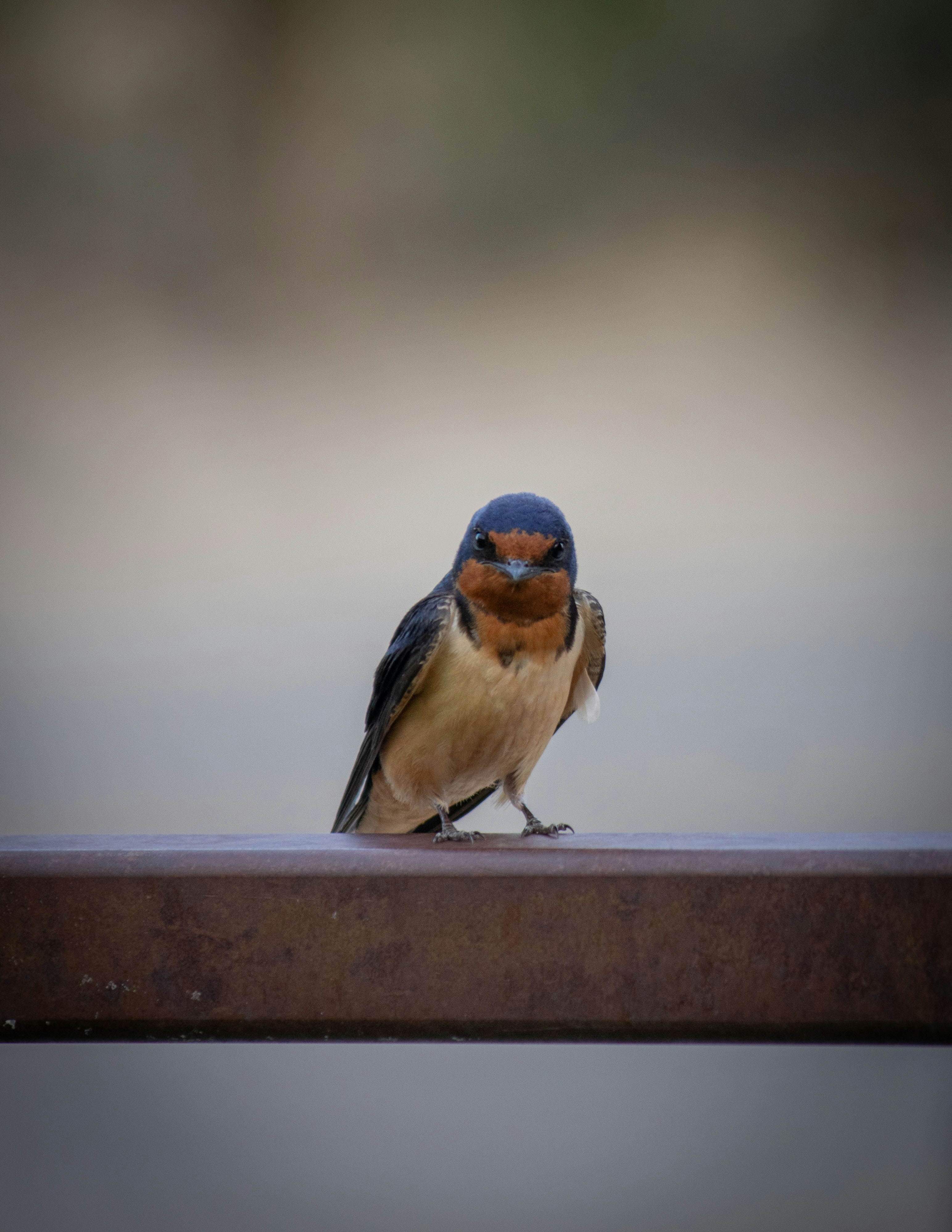 Fence-Perched Kingfisher (Opposite Half Light)