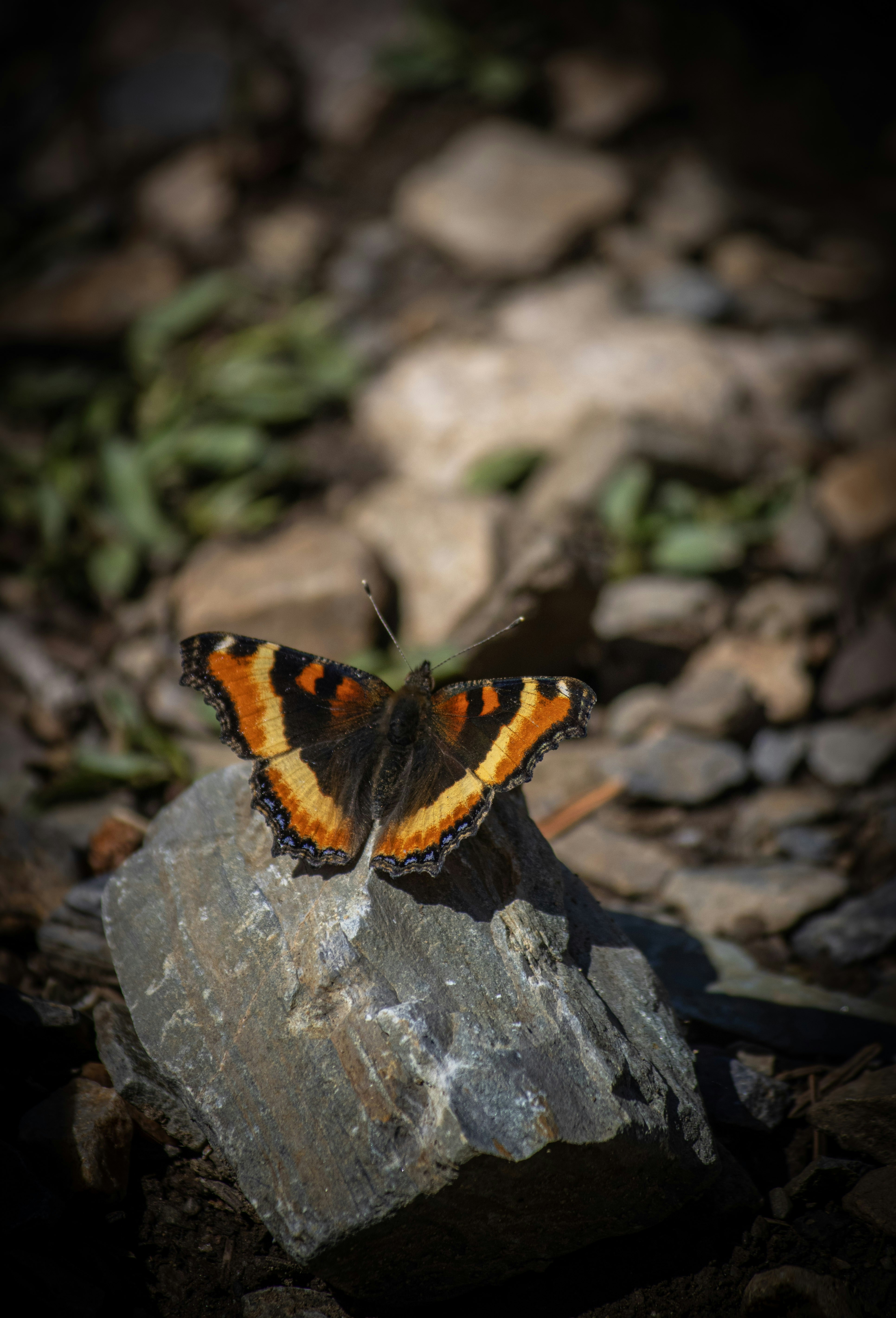 Painted Wings on Stone: A Red-Tipped Butterfly perches on a rugged rock