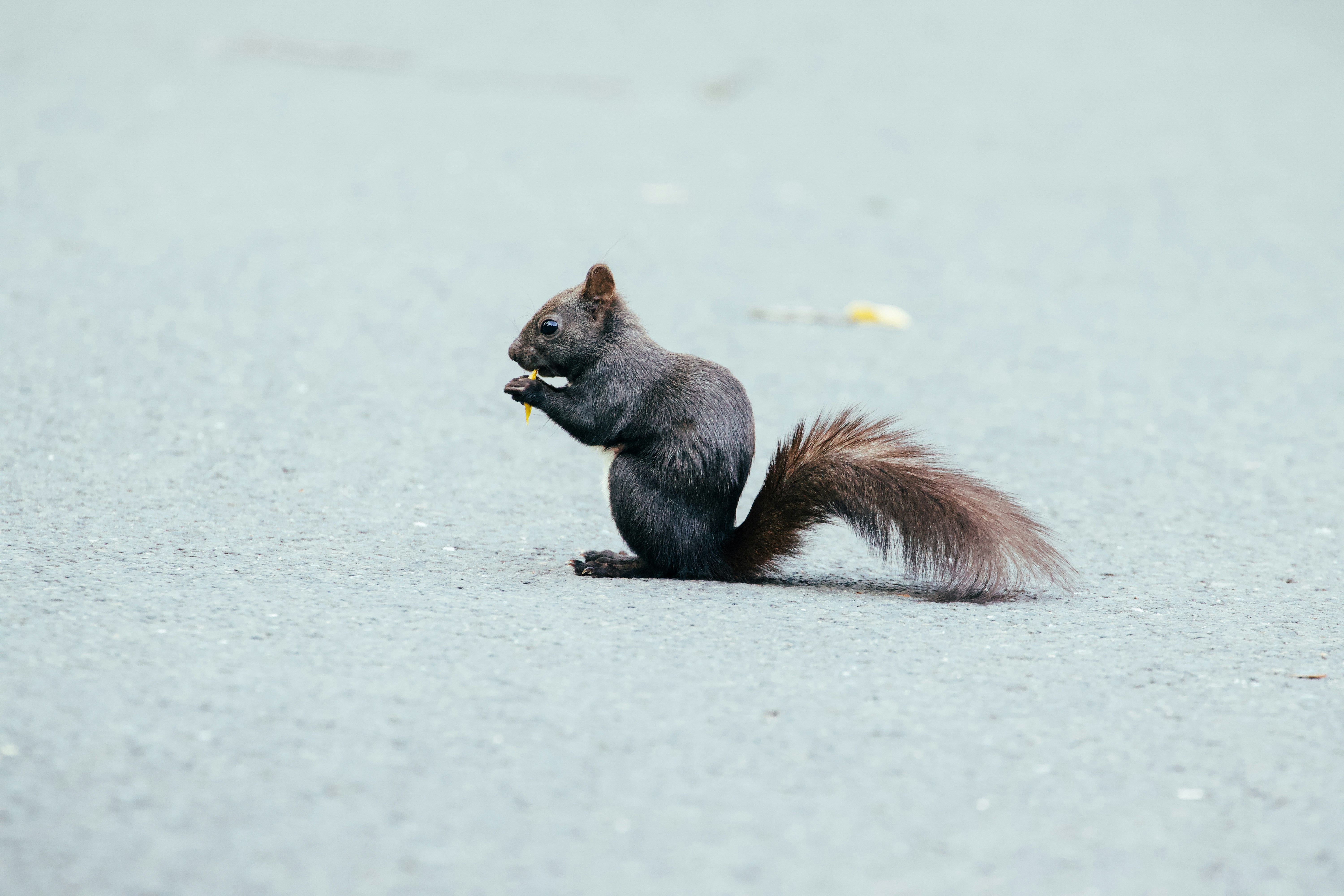 Curious Squirrel, Snack in Paw, Pause on the Pavement
